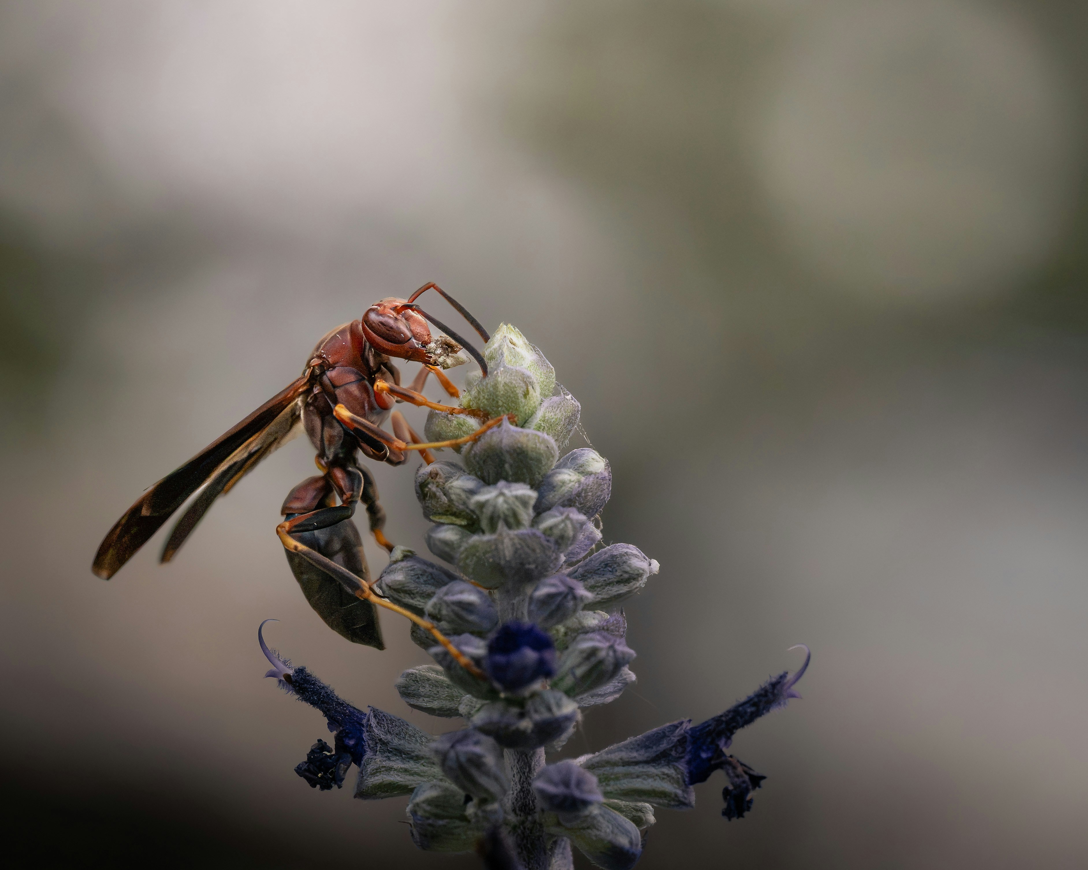 The Wasp's Perch: A Close-Up on a Lavendar Blossom Scout