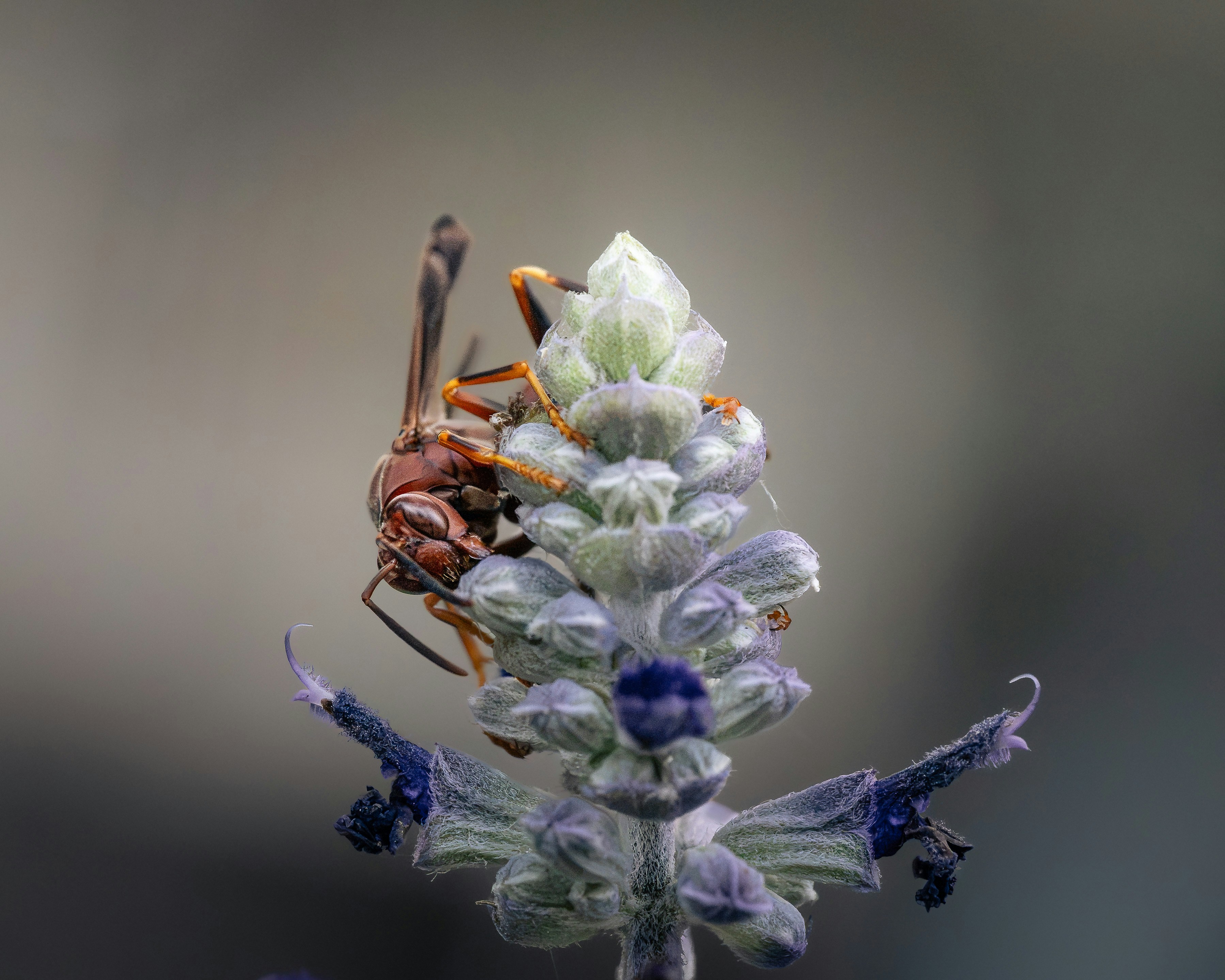 Arbored Insection: A Hovering Antion on Lavender Bloom
