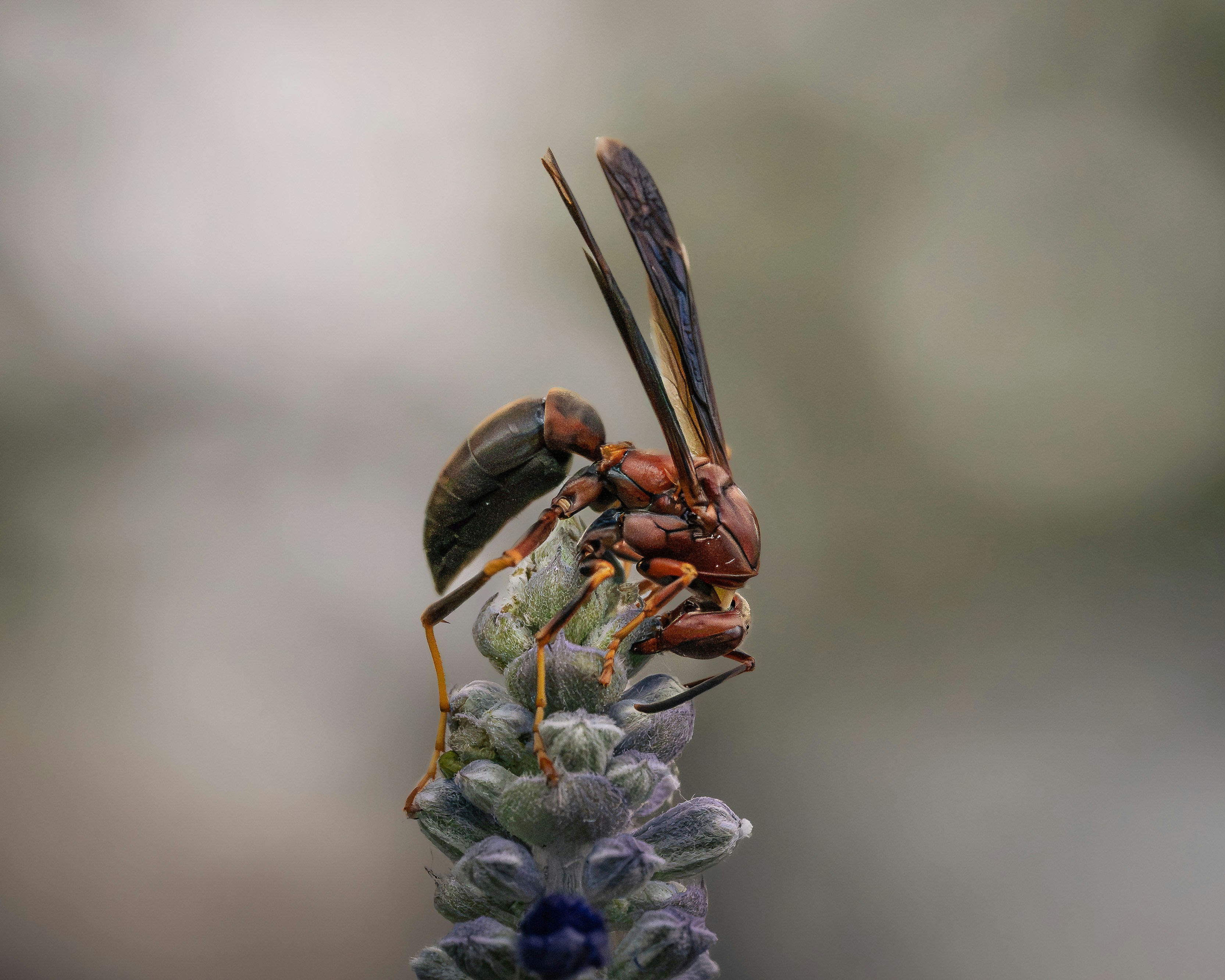 Ant-Herald of the Lavender Spike