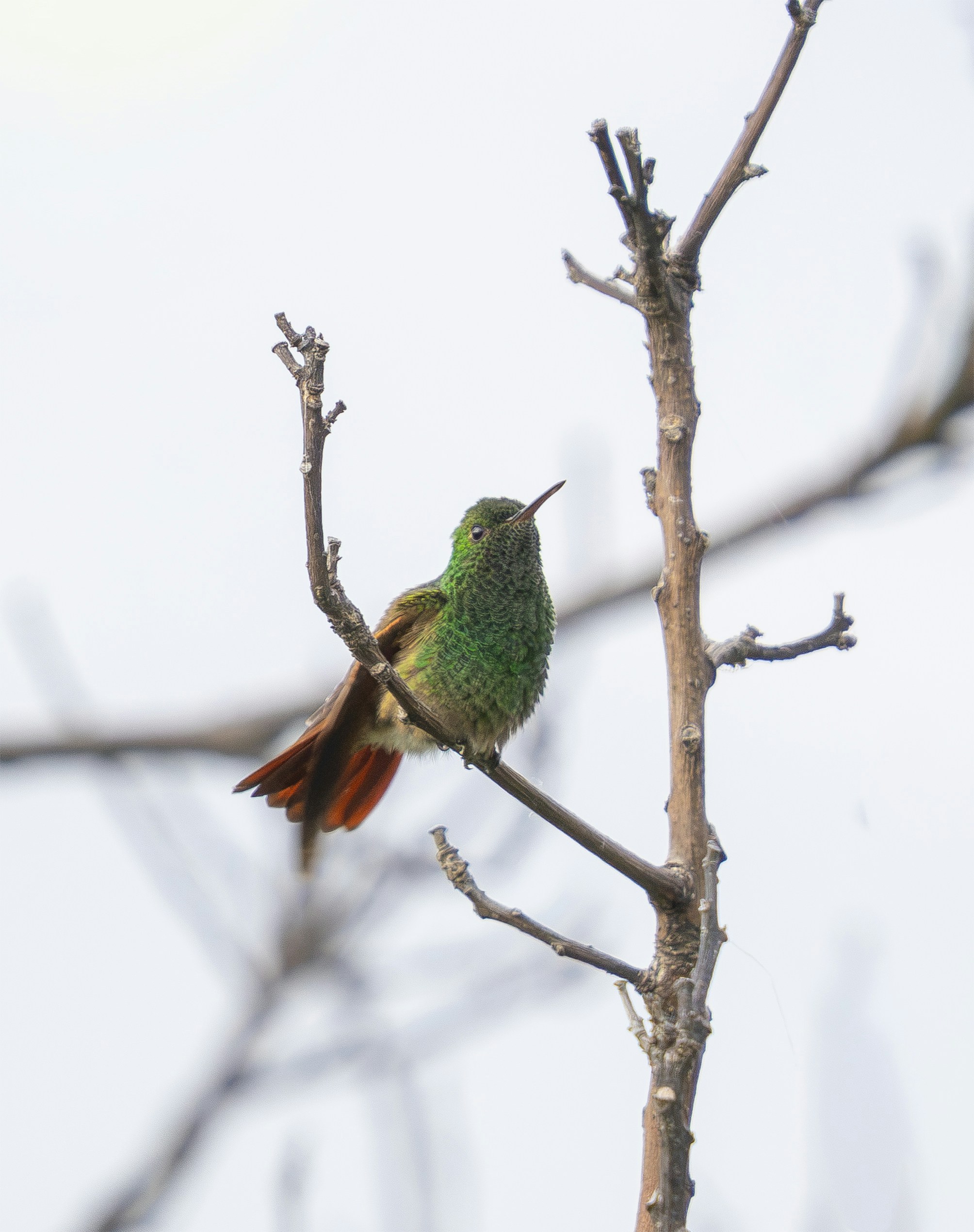 Emerald Thrill: Hummingbird on a Bare Branch