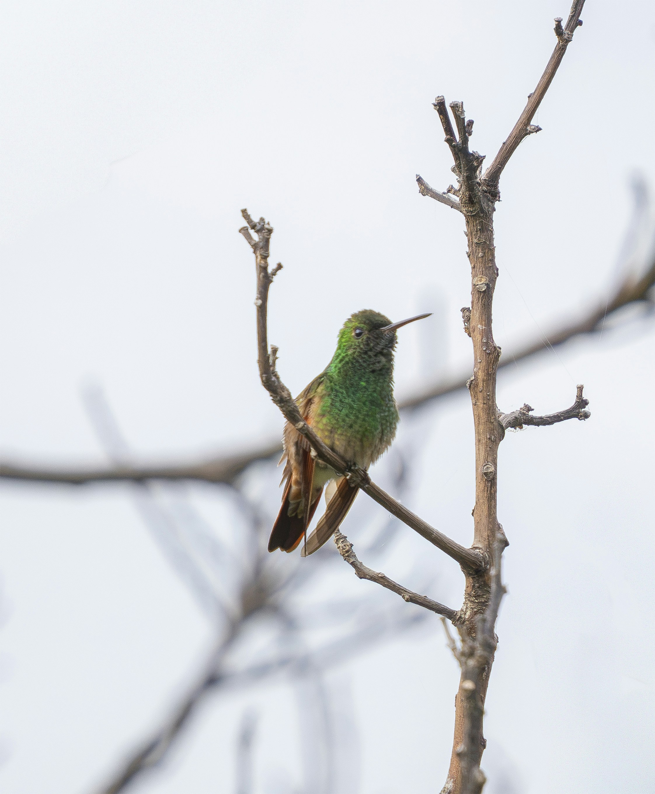 Emerald Silhouette: Hummingbird on a Bare Winter Twig