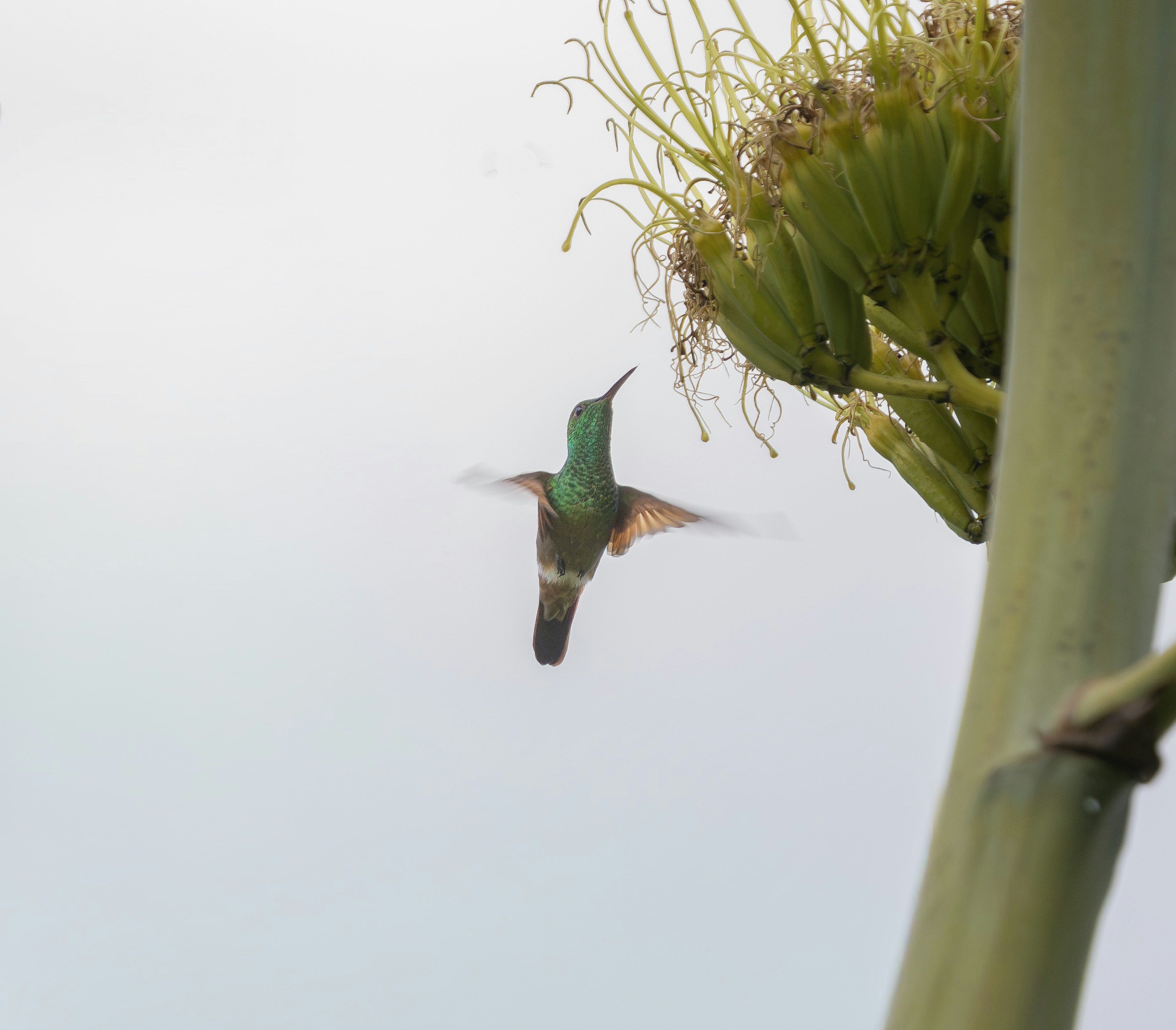 Emerald Glider at Dawn: Hummingbird near a Floral Crown
