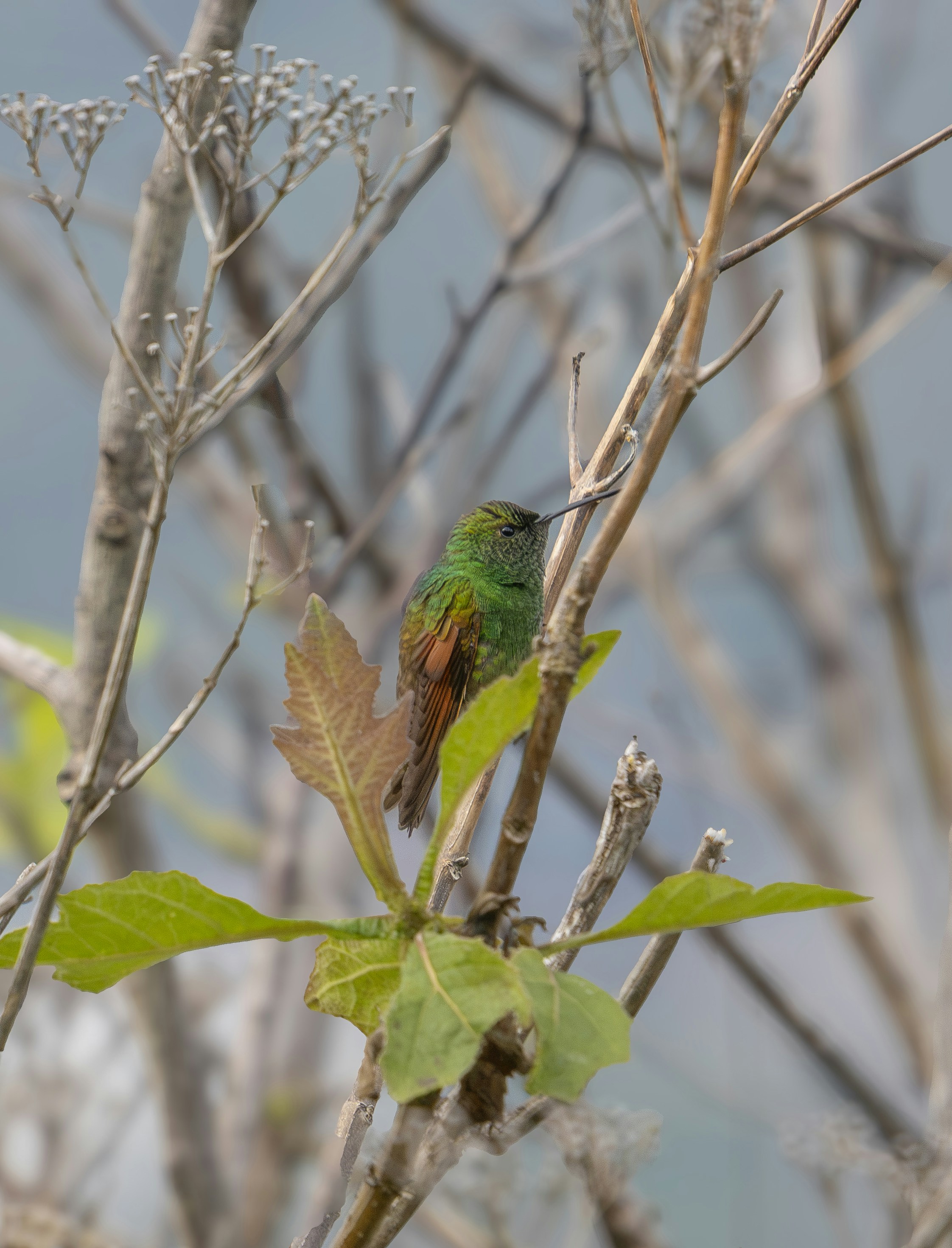 Emerald Hummer on a Bare Branch