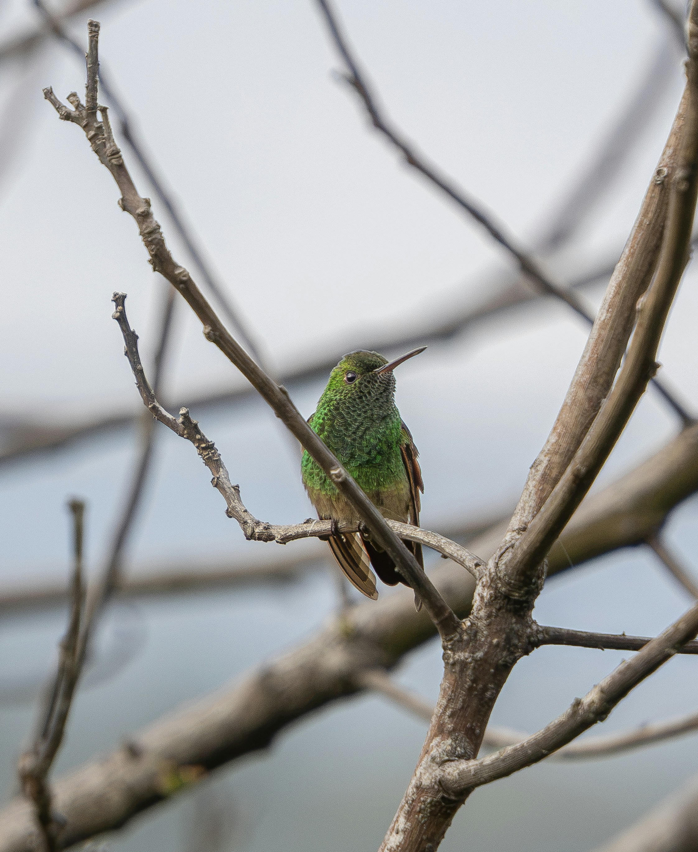 Emerald Perch: A Hummingbird in Quiet Perches
