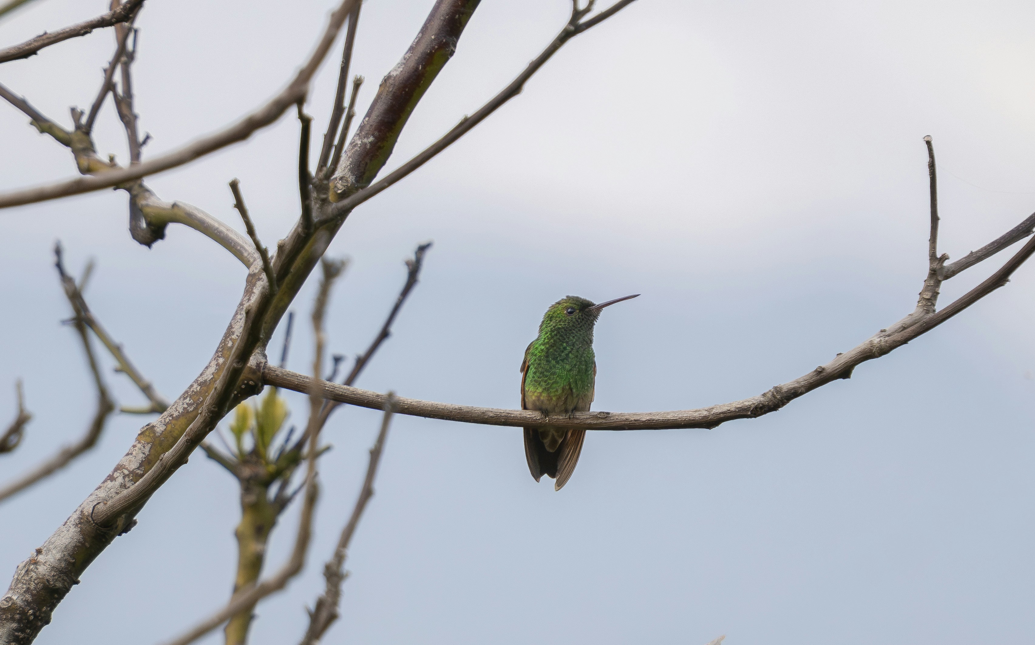 Close-up of a green hummingbird perched on a branch against a pale sky, highlighting its iridescent feathers and delicate beak. This is a naturalist photograph capturing a small avian subject in calm, daytime light.