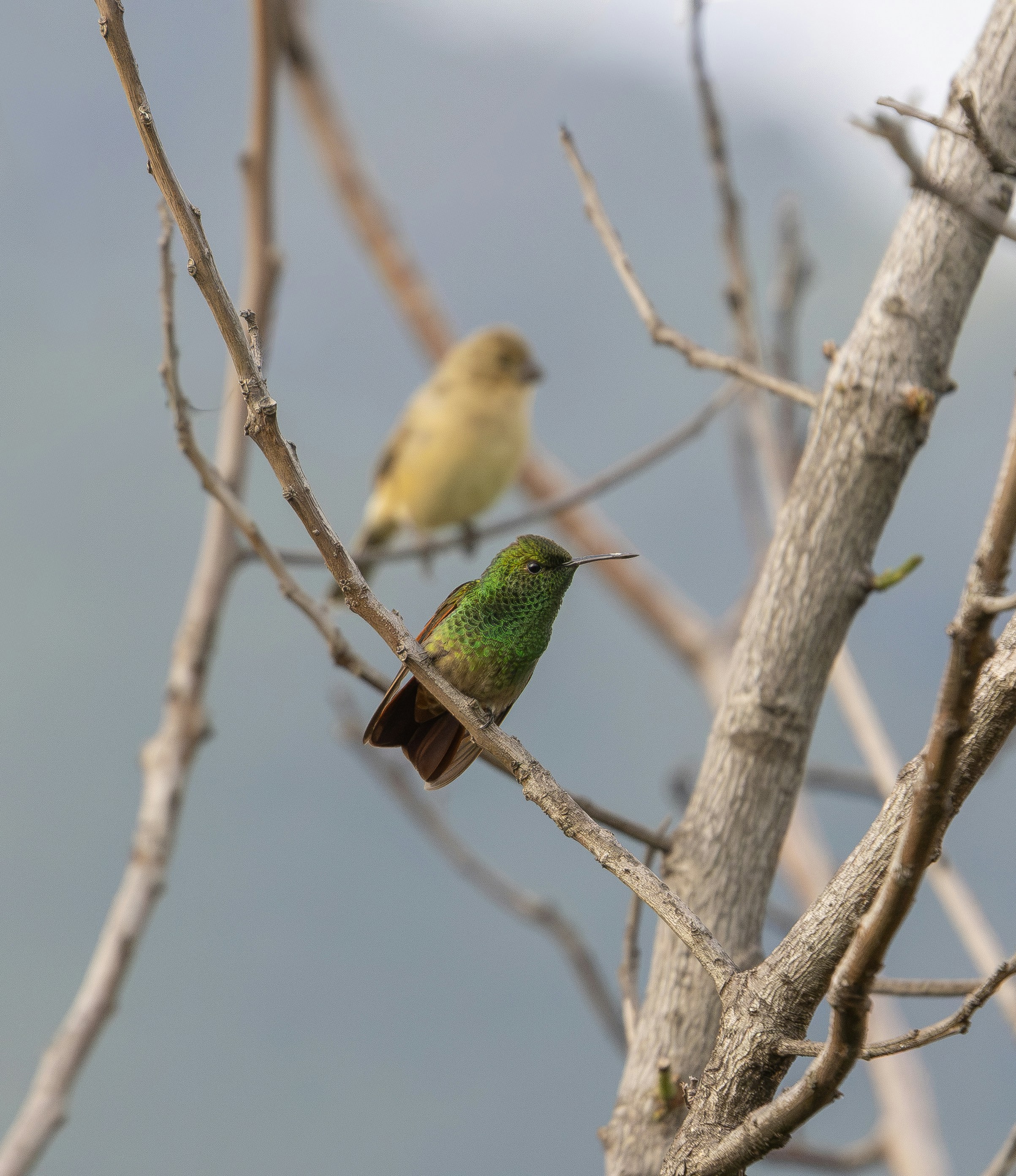 Emerald Beakon on Bark: A Hummingbird Duo in Quiet Perch