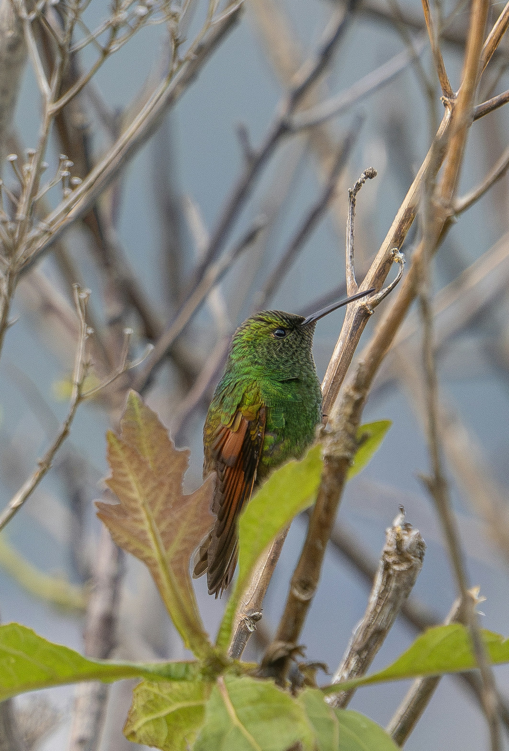 Emerald Hummingbird Amid Brown Veins: A Moment of Quiet Perch