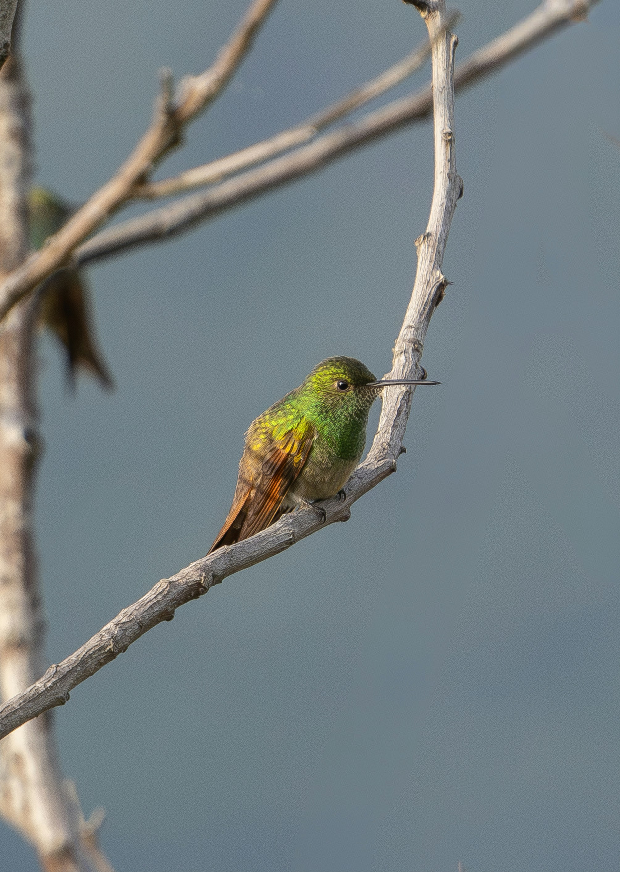 Azure Microfeather: A Hummingbird Perched on Quiet Branch