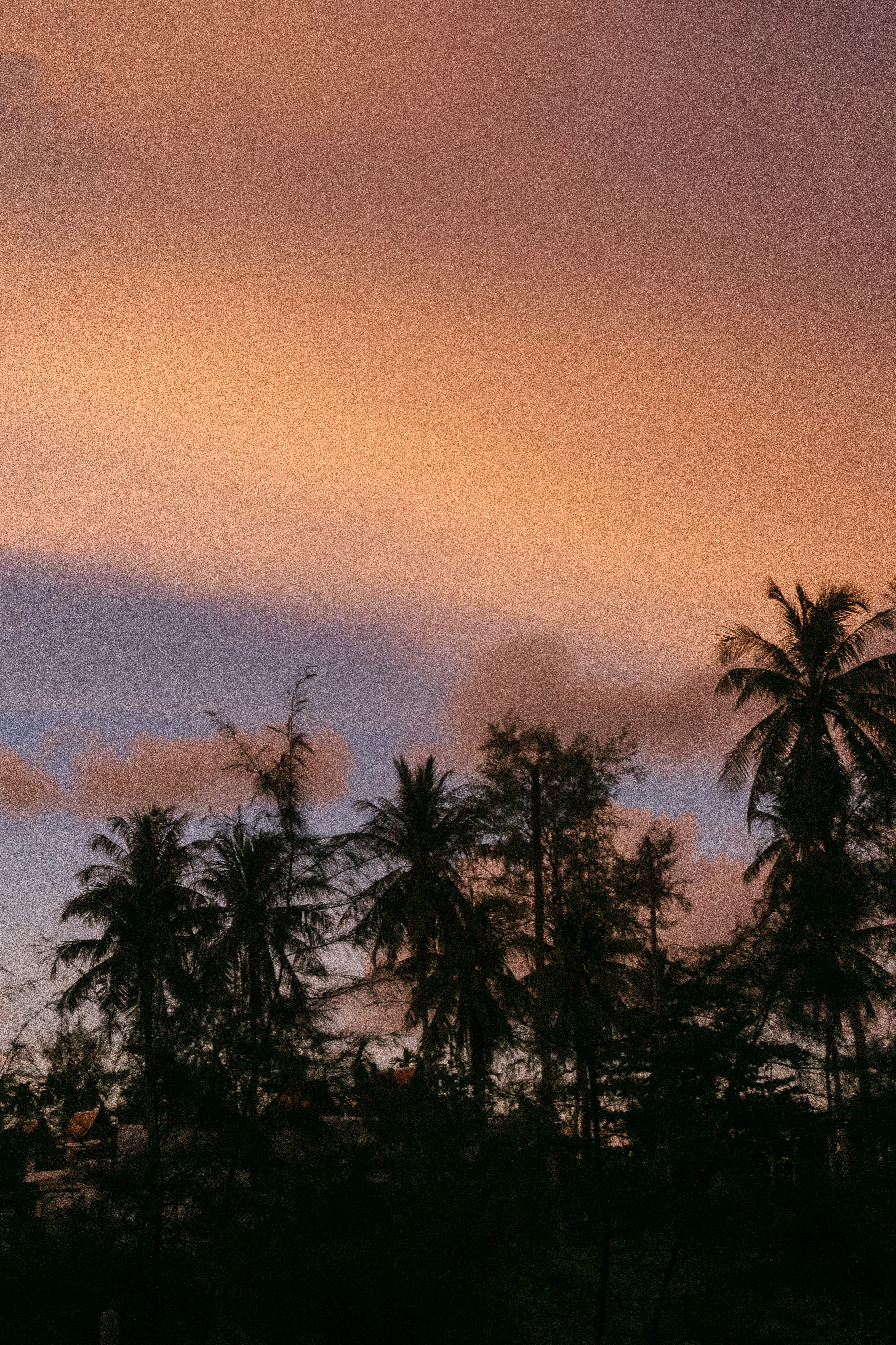 Silhouetted Palm Line at Sunset