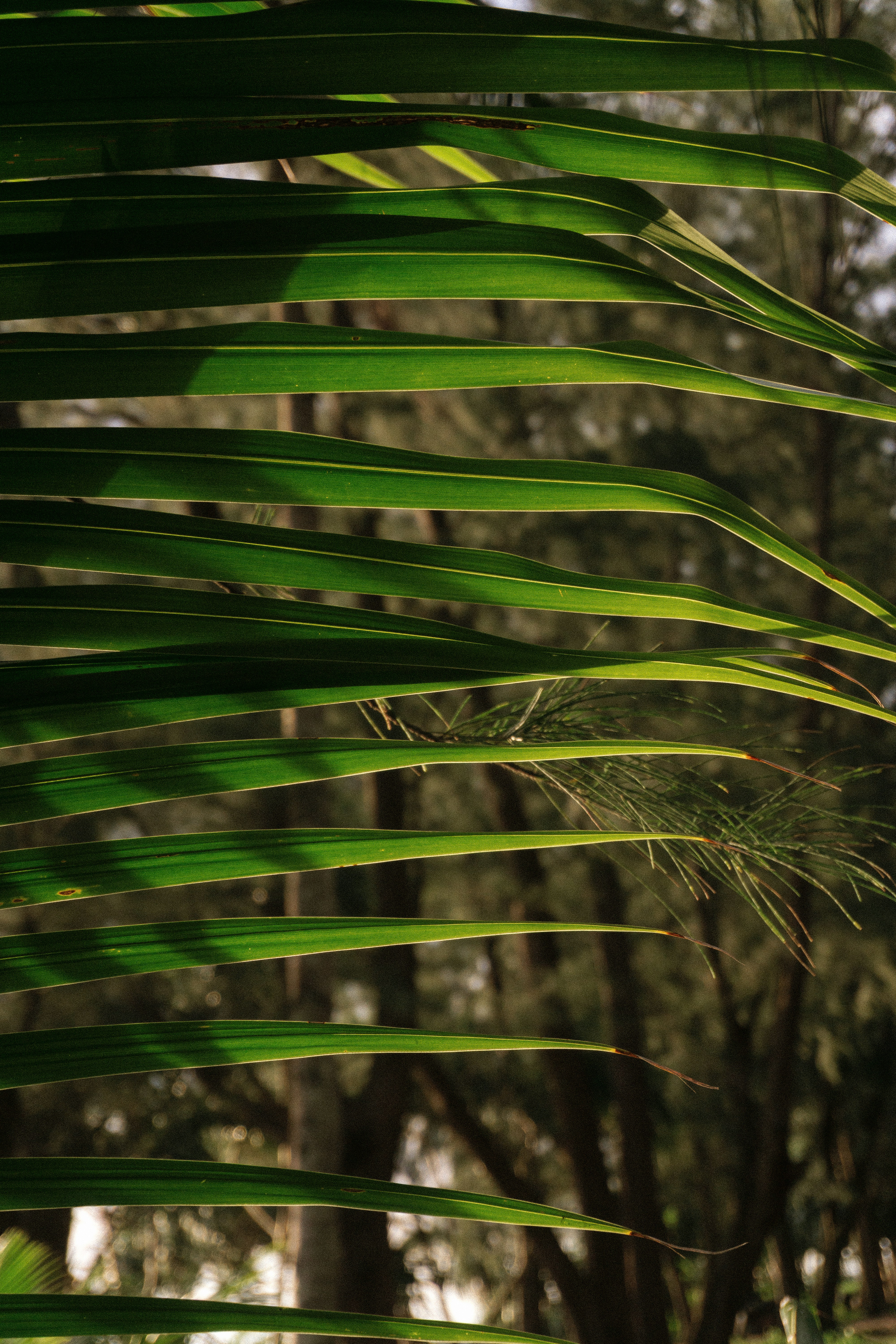 Fronds in Focus: Parallel Green Stripes Against a Quiet Forest