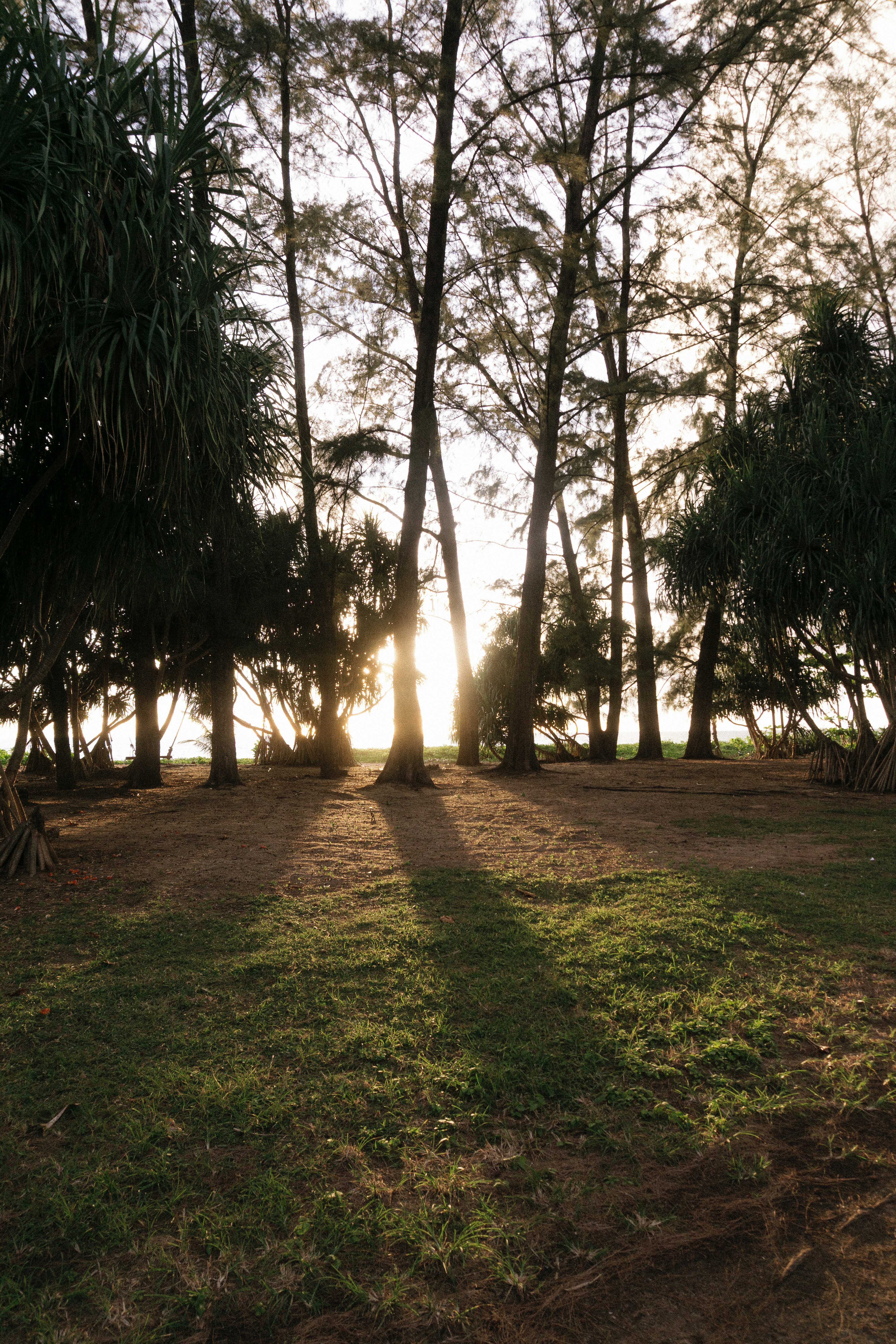 Sunlit Pines: Long Shadows at the Edge of Day