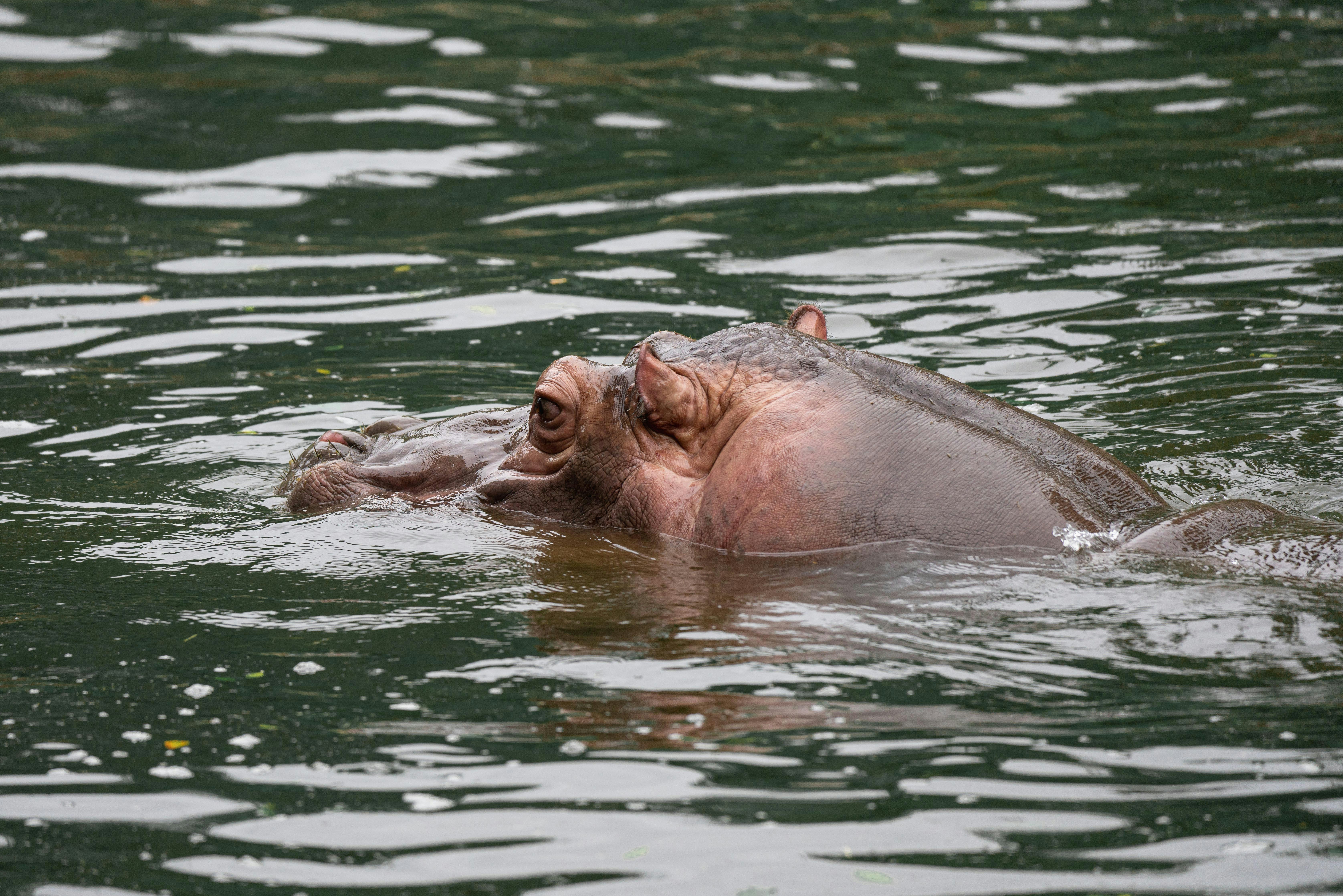 Hippopotamus Emergence: A Quiet Break from the River's Surface