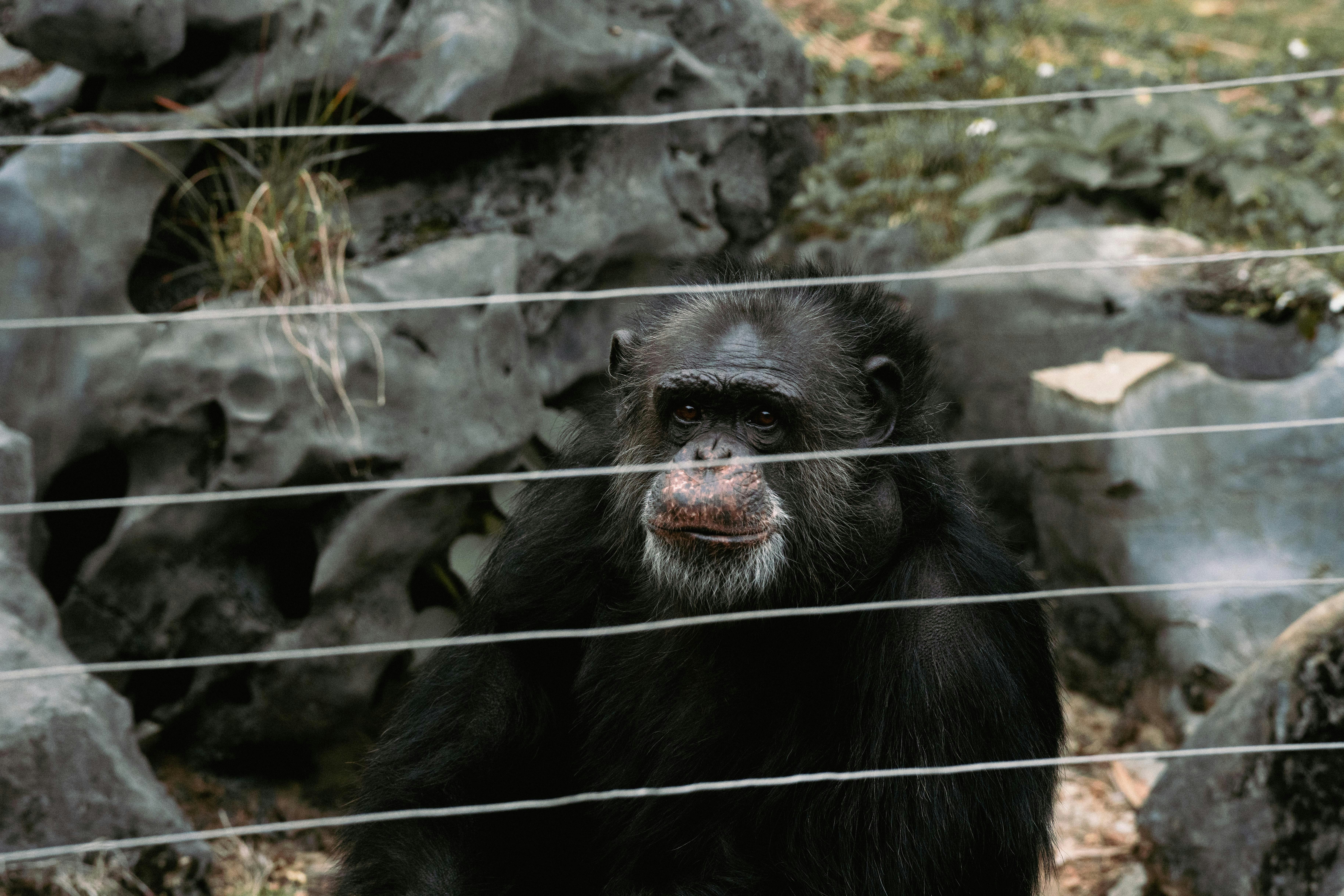 Chimpanzee Behind Barbed Veil: Subtle Gaze Through the Wires
