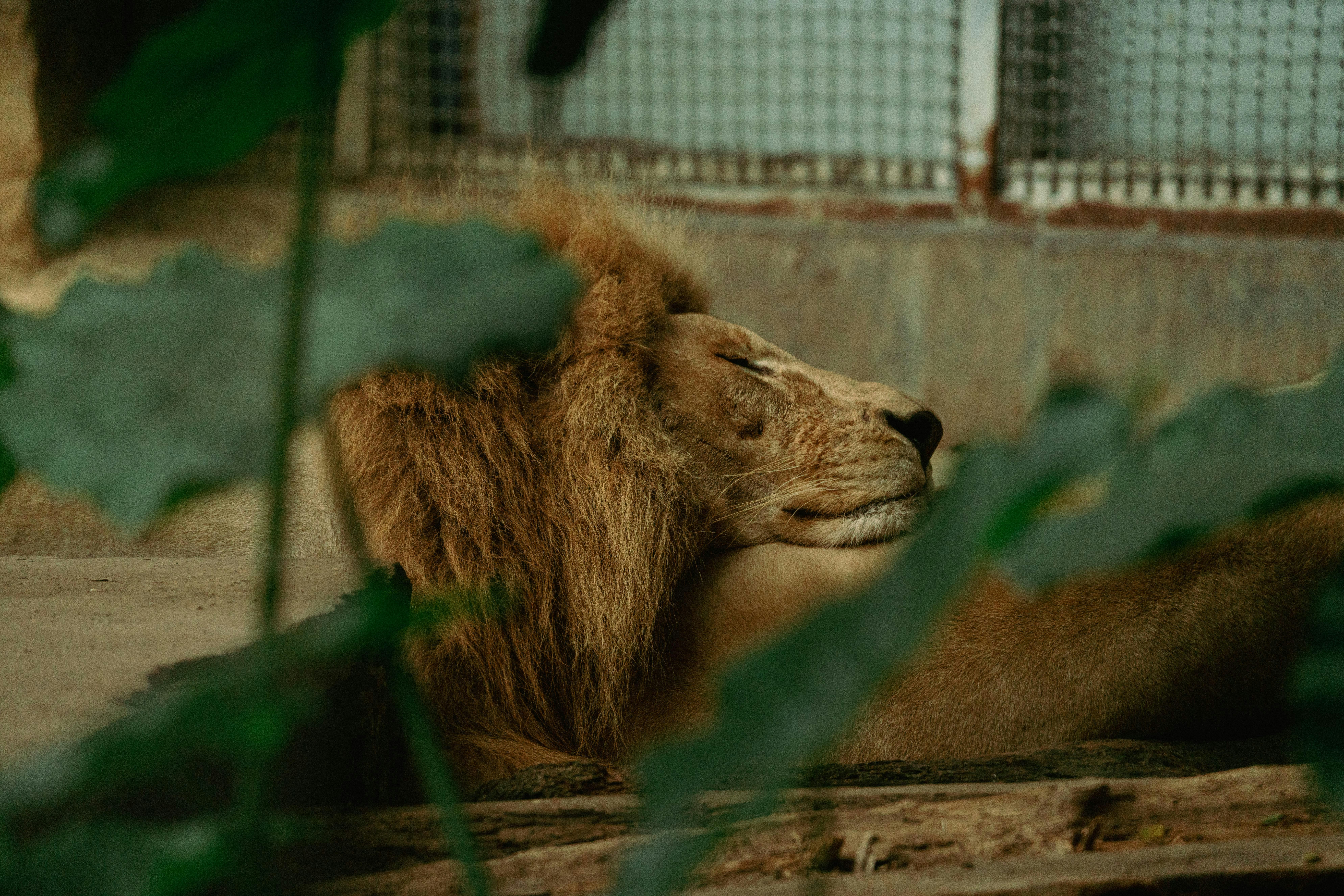 Serene Slumber: Regal Mane Rest in a Shaded Enclosure