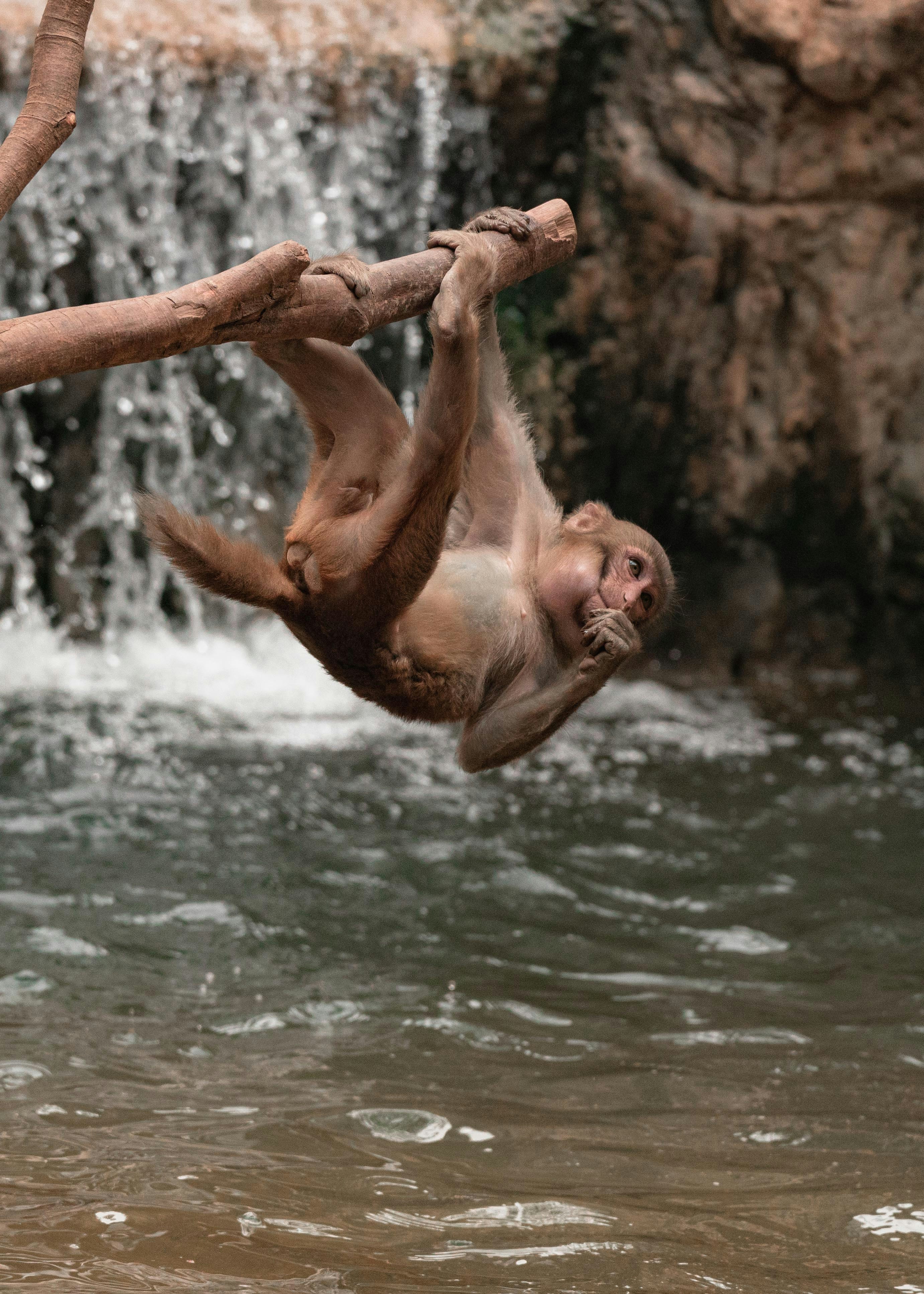 Monkey Swing: Courage on a Ridgetop