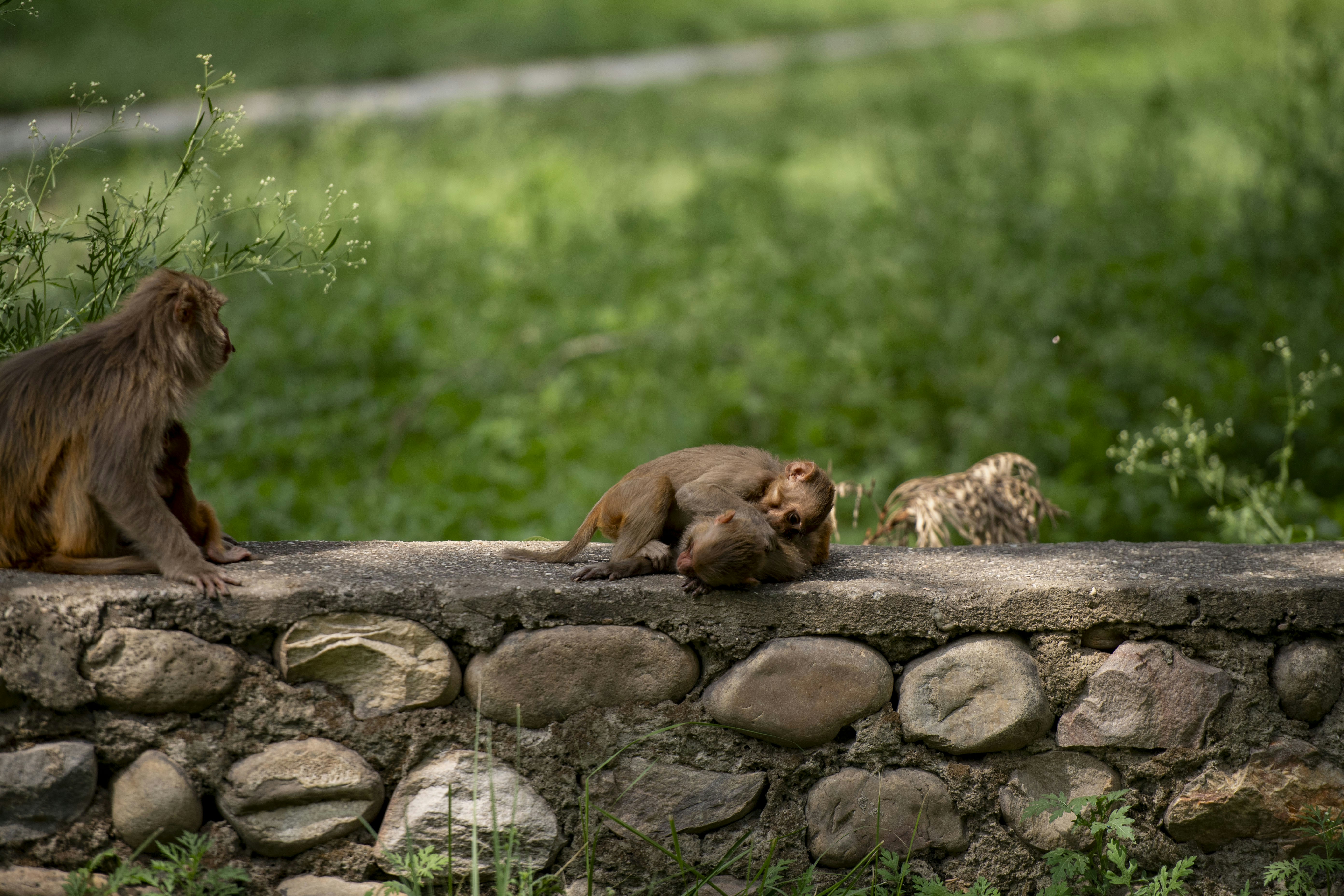 Three Monkeys on a Stone Wall: Quiet Afternoon Watch