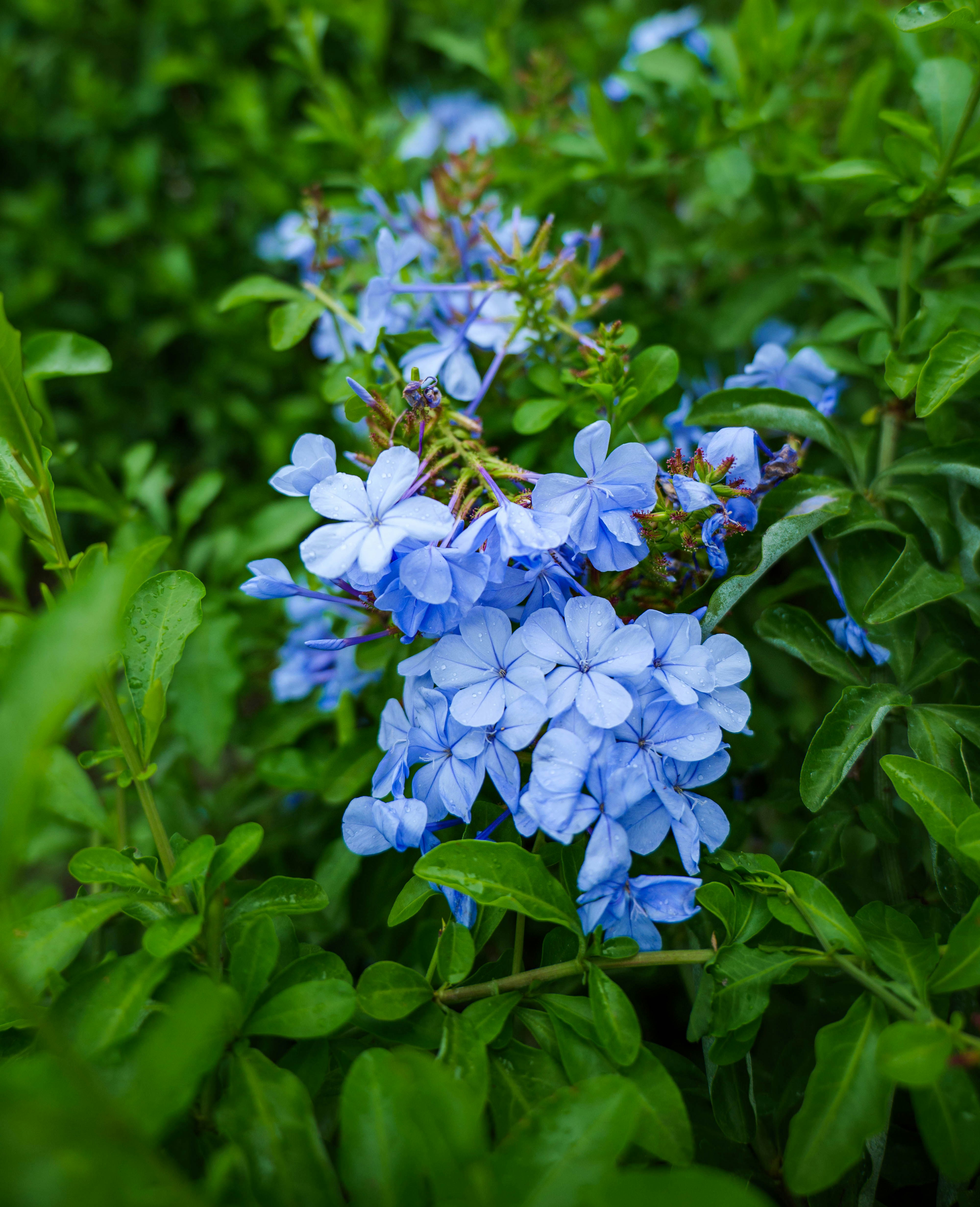 Blue Hydrangea Cloister: A Cluster of Delicate Sky-Blue Blooms Peeking Through Greenery