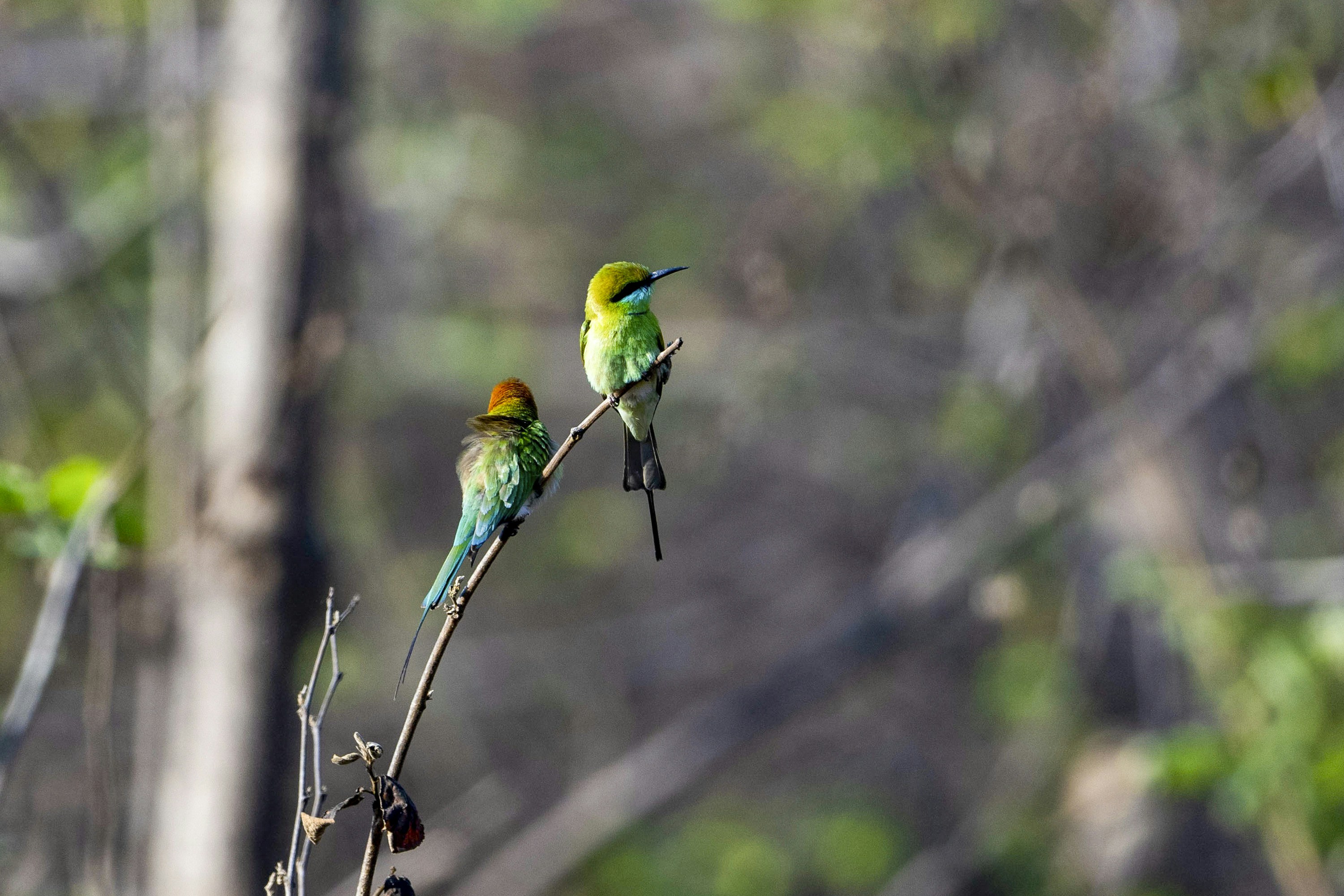 Two small green-and-gold birds perched on a thin twig, set against a blurred natural background. A portrait-like capture focusing on their vivid colors and delicate postures, suitable for wildlife attention.