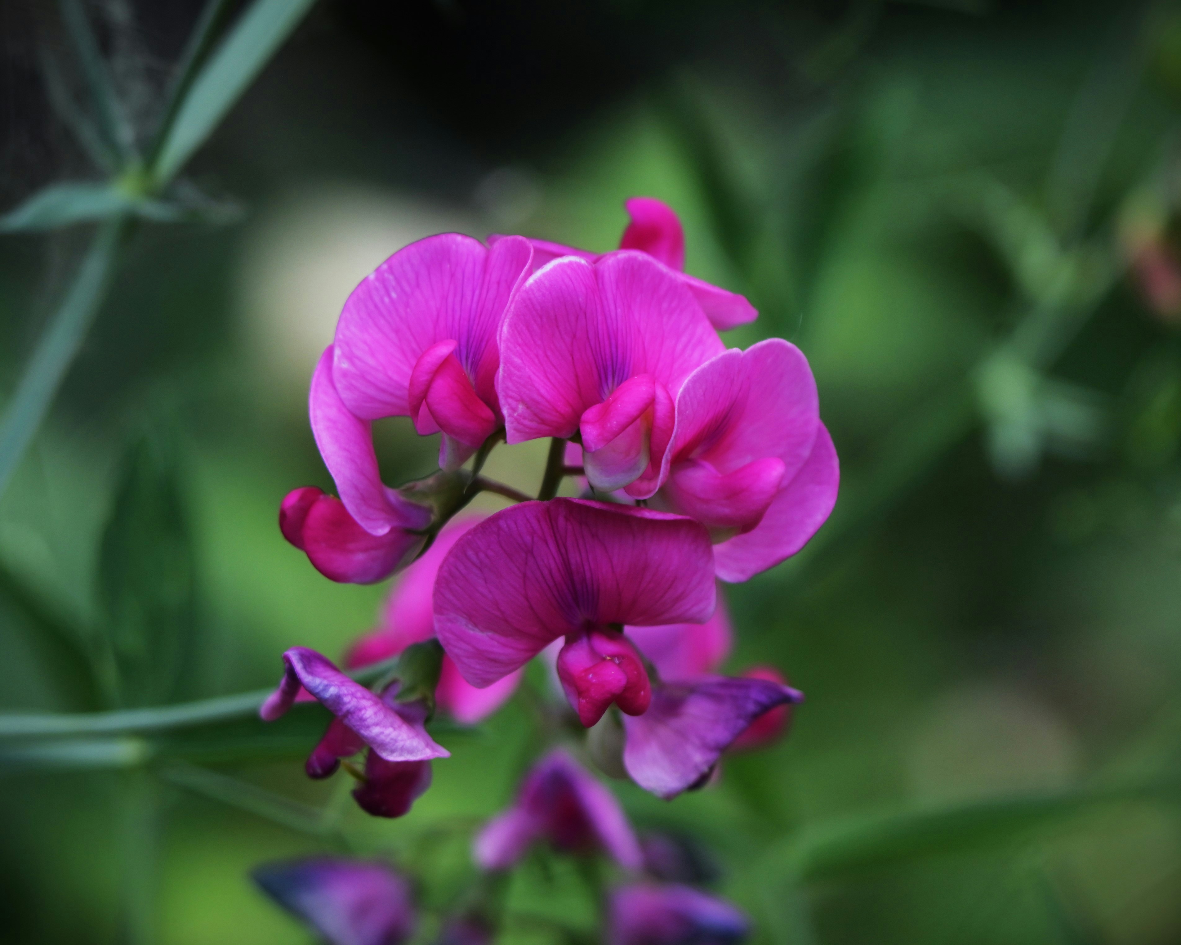 Magenta Petals in Focus: A Close-Up of a Sweet Pea Bloom