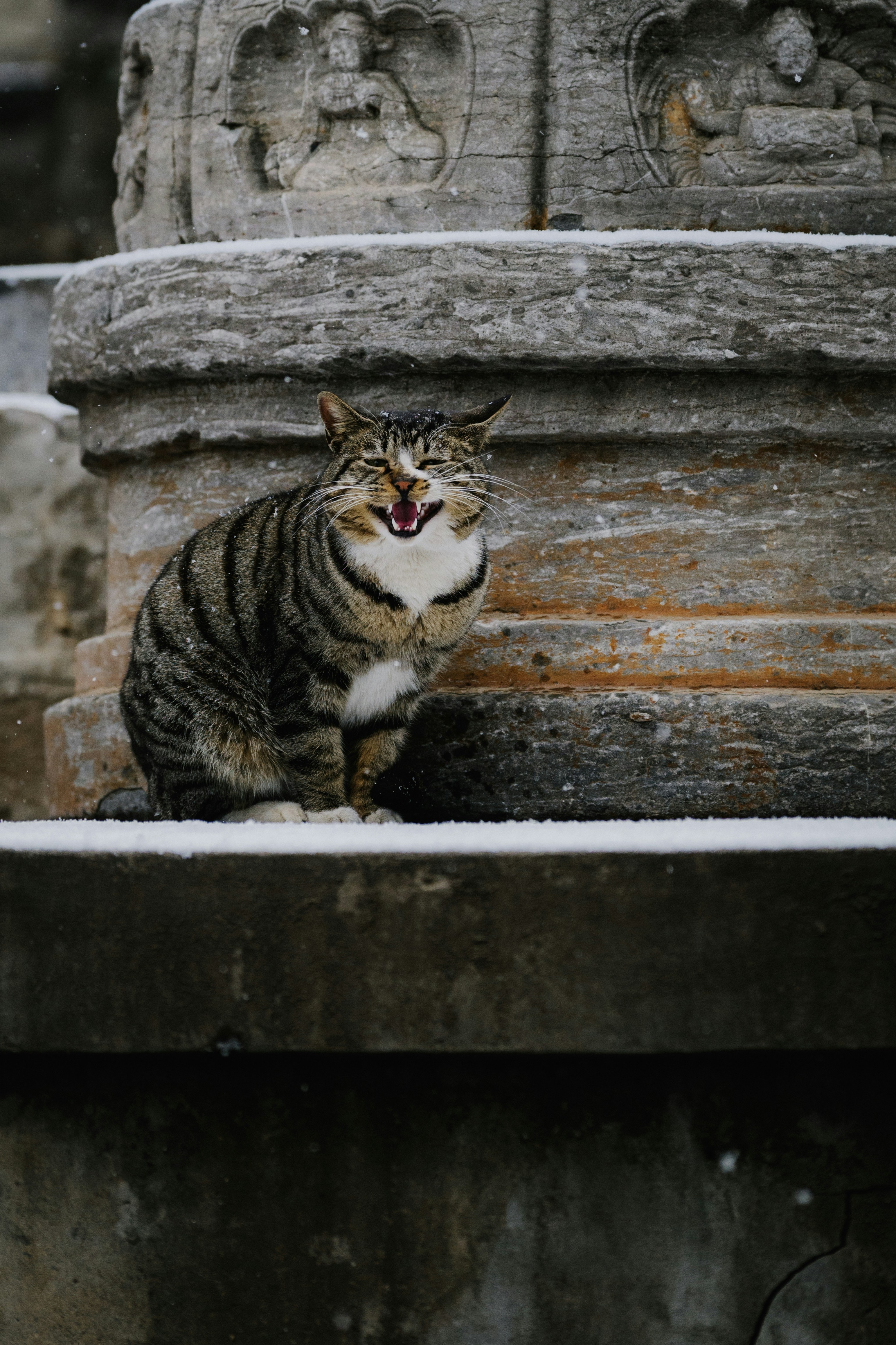 Ancient Stone Guardian: A Flushed Maw of a Snowy Cat