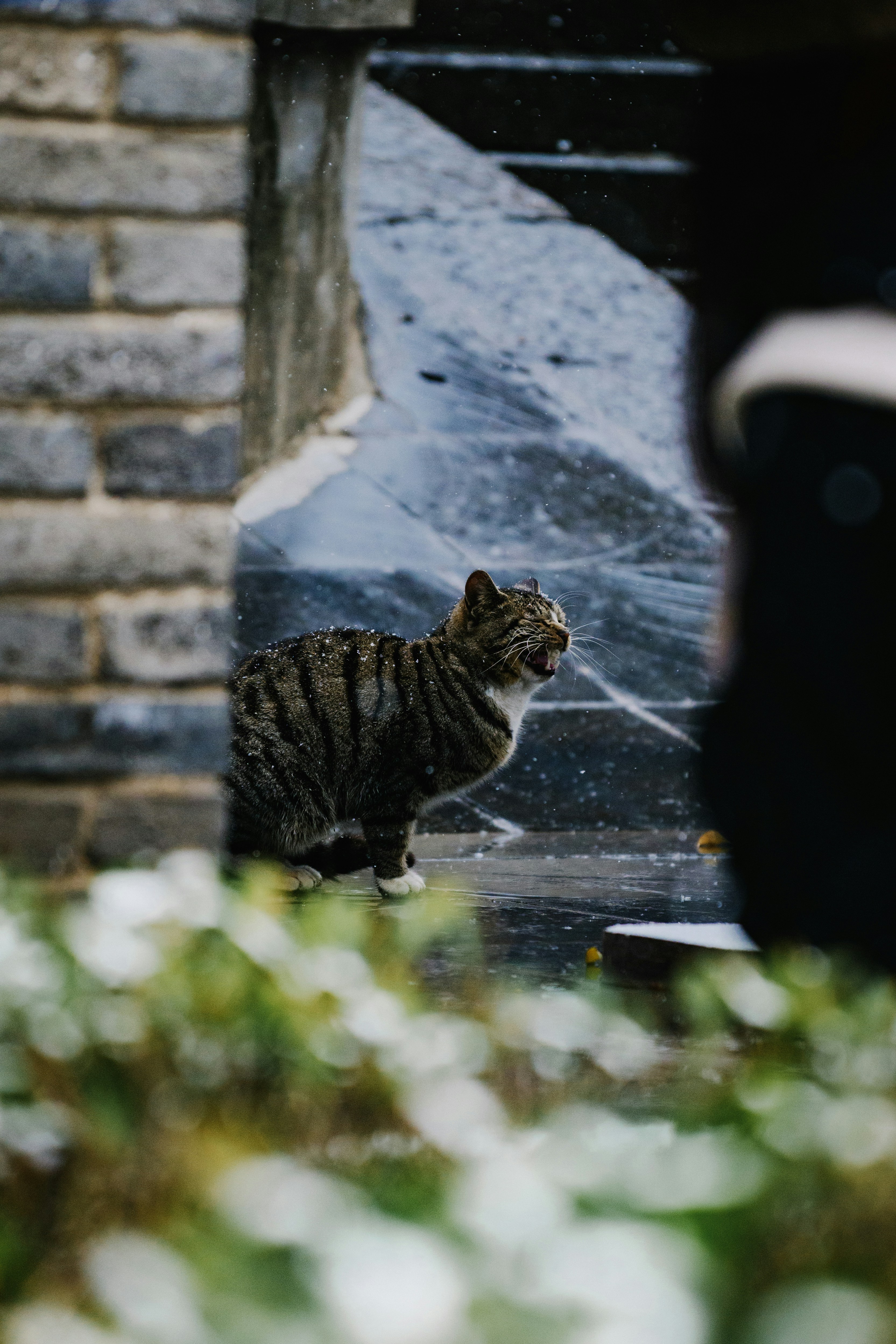 Whiskers in the Wet Light: A Street Cat's Moment by the Staircase