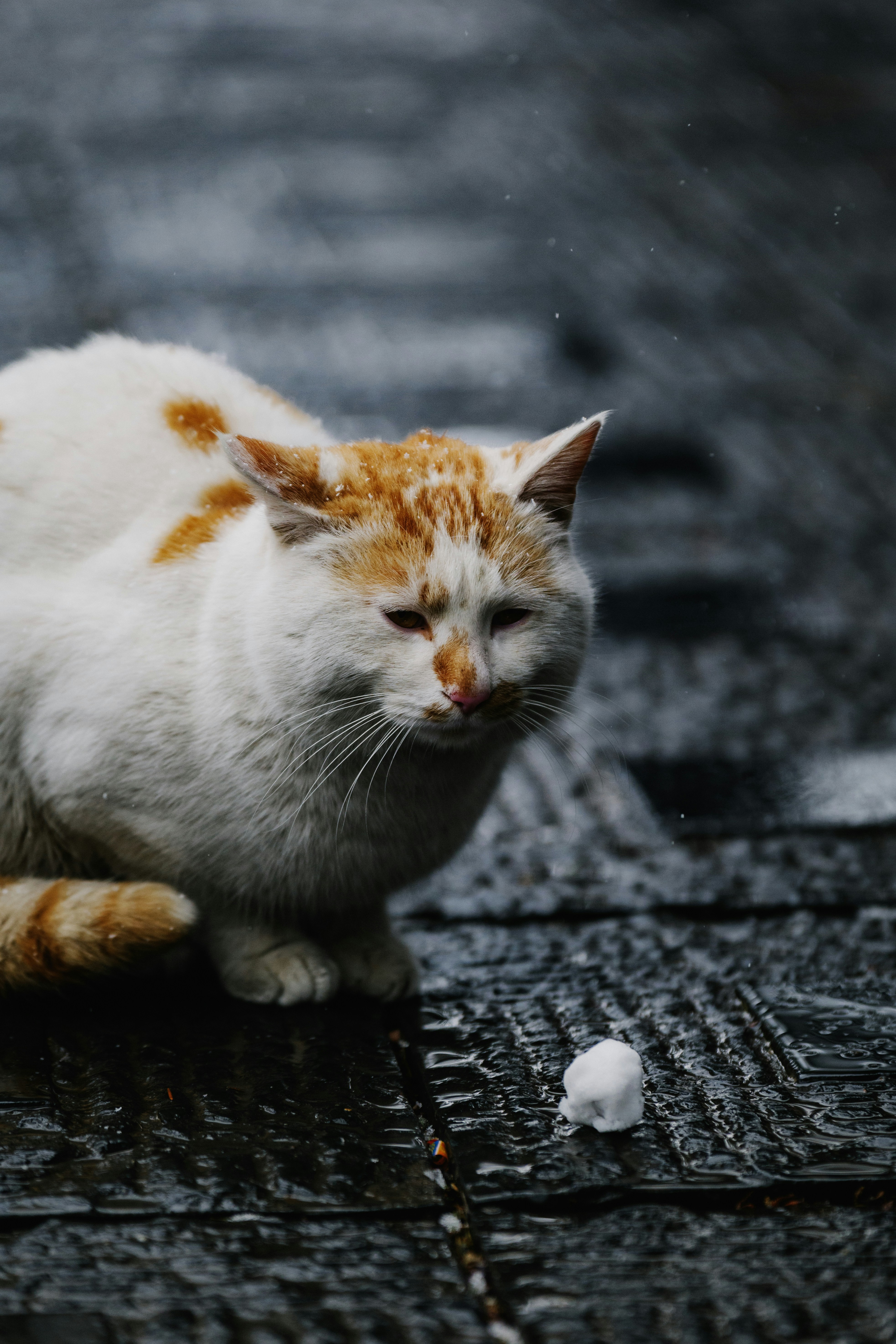 Orange and white cat sitting on a wet, dark street.