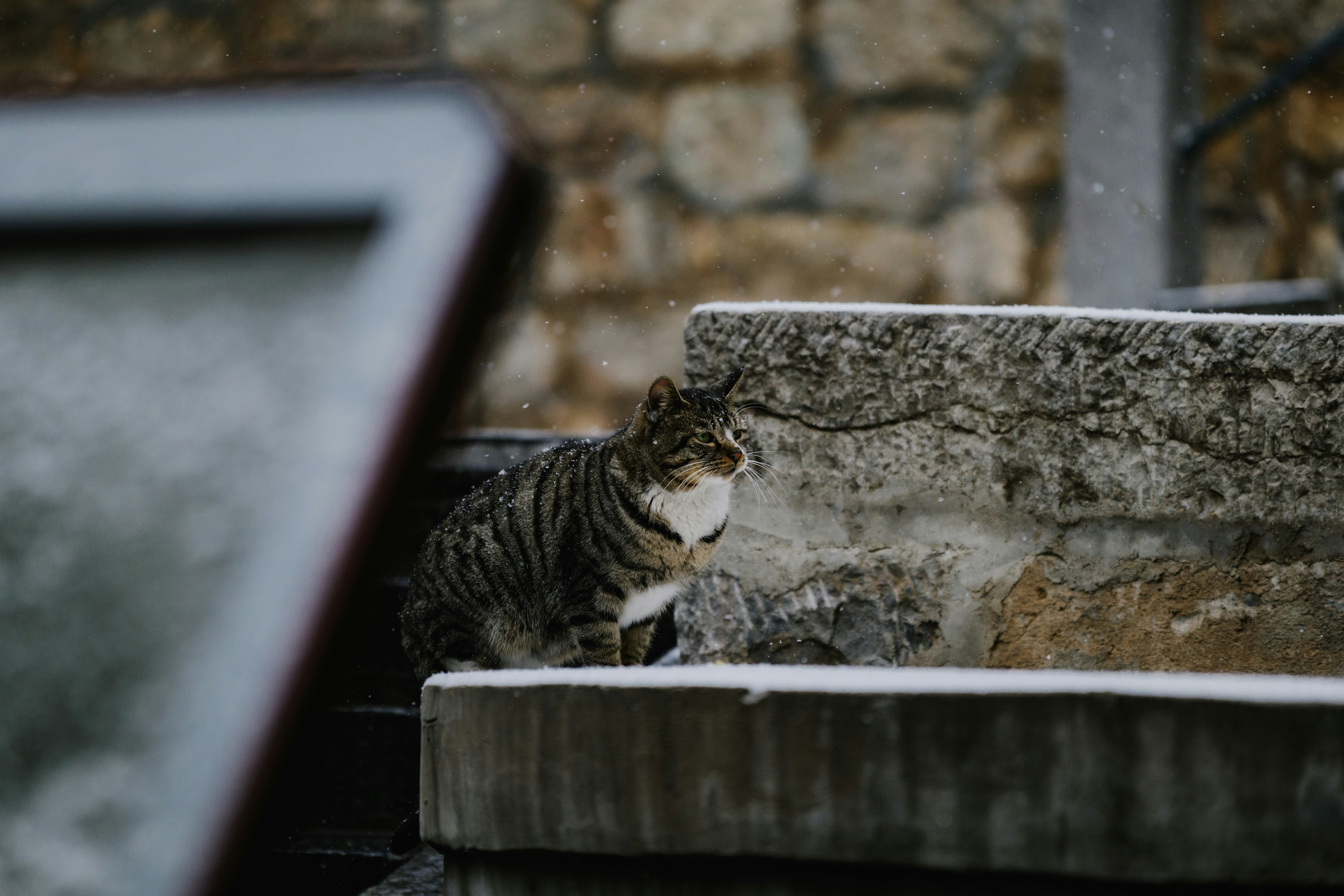 Street-window Sentry: a cat perched on concrete steps under weathered stone