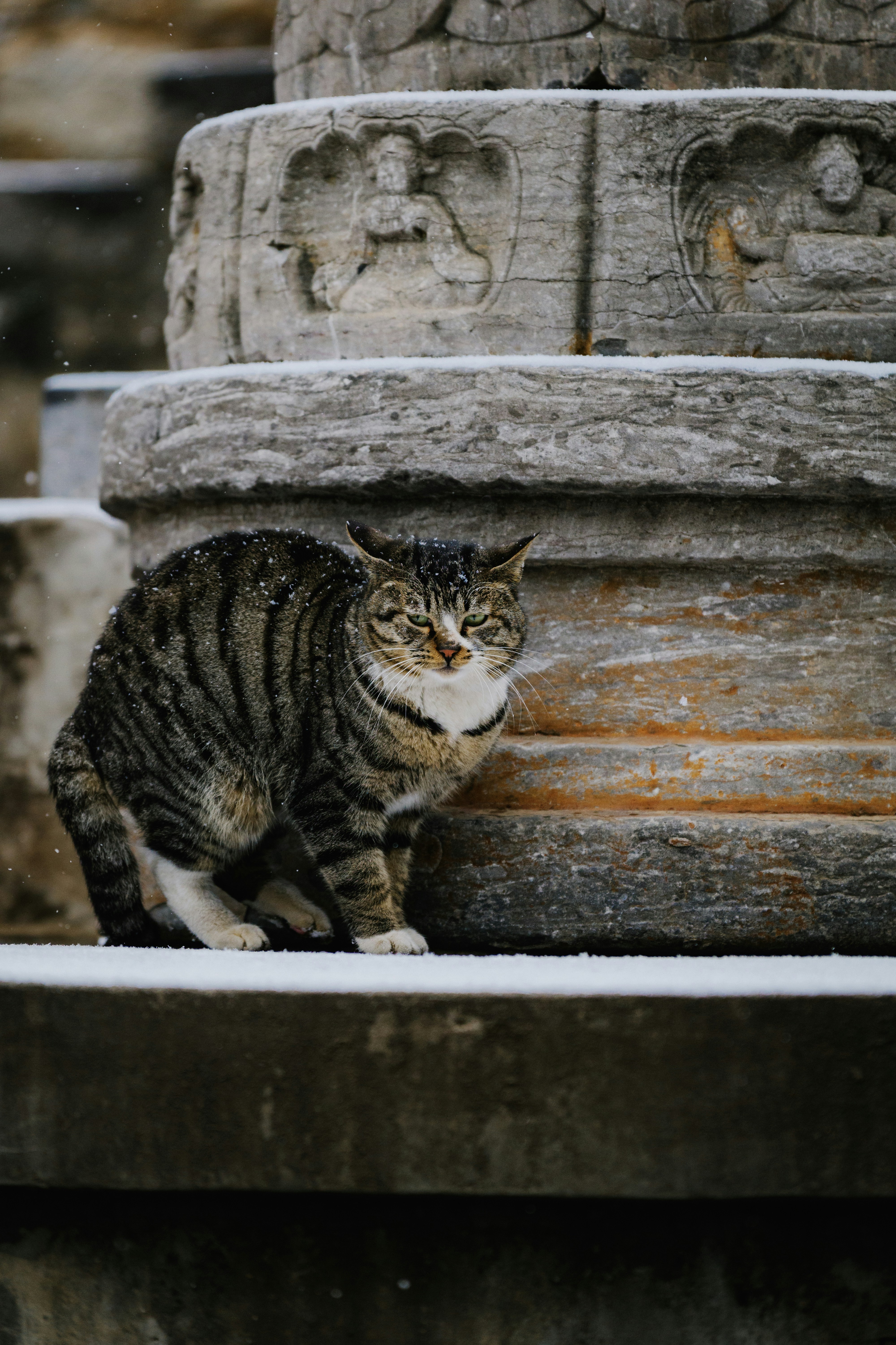 Grizzled_Garden Guardian: A Cat Amongcarved Stone Tiers