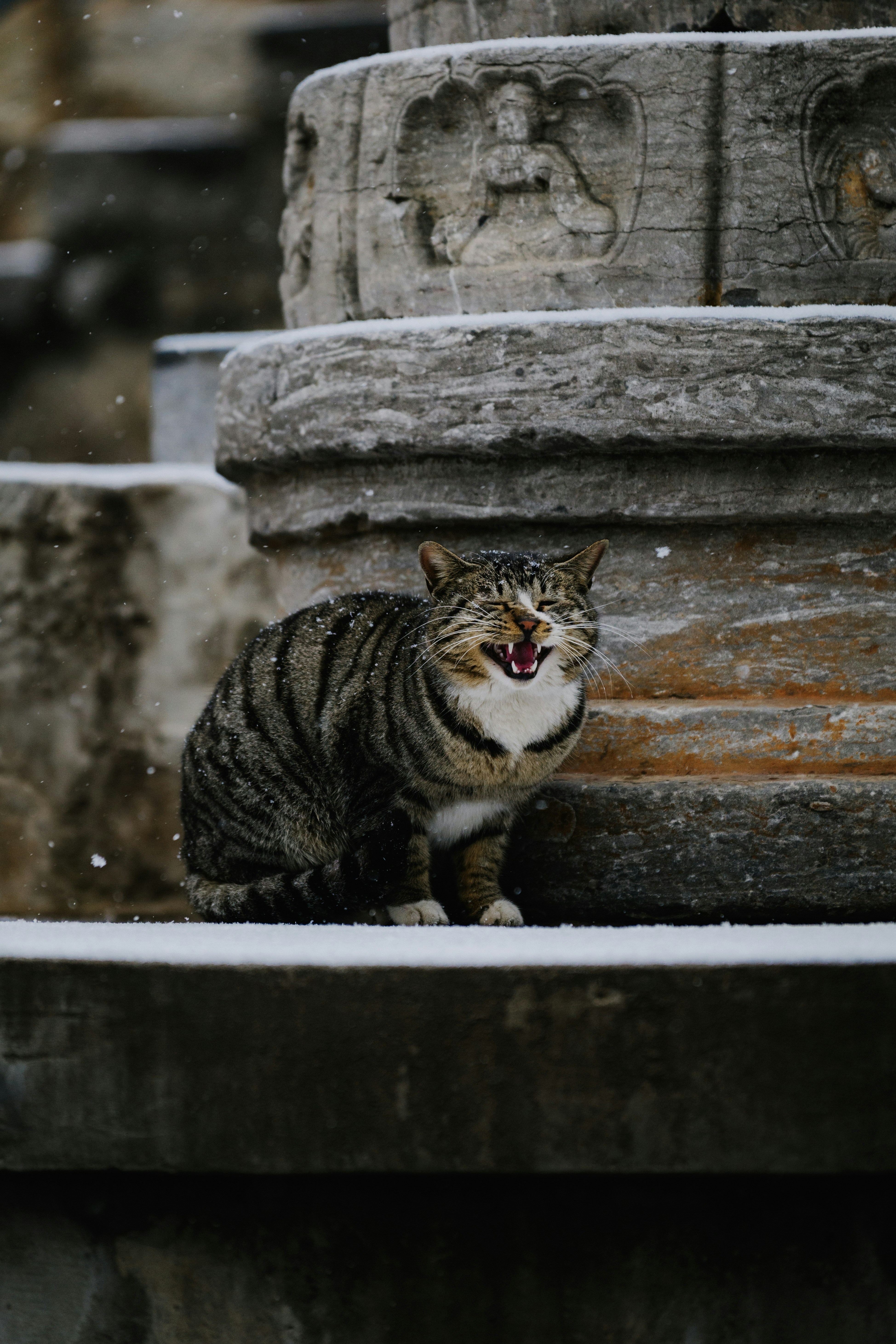 Snowfall Serenade: A Growling Moment at the Stone Pillar