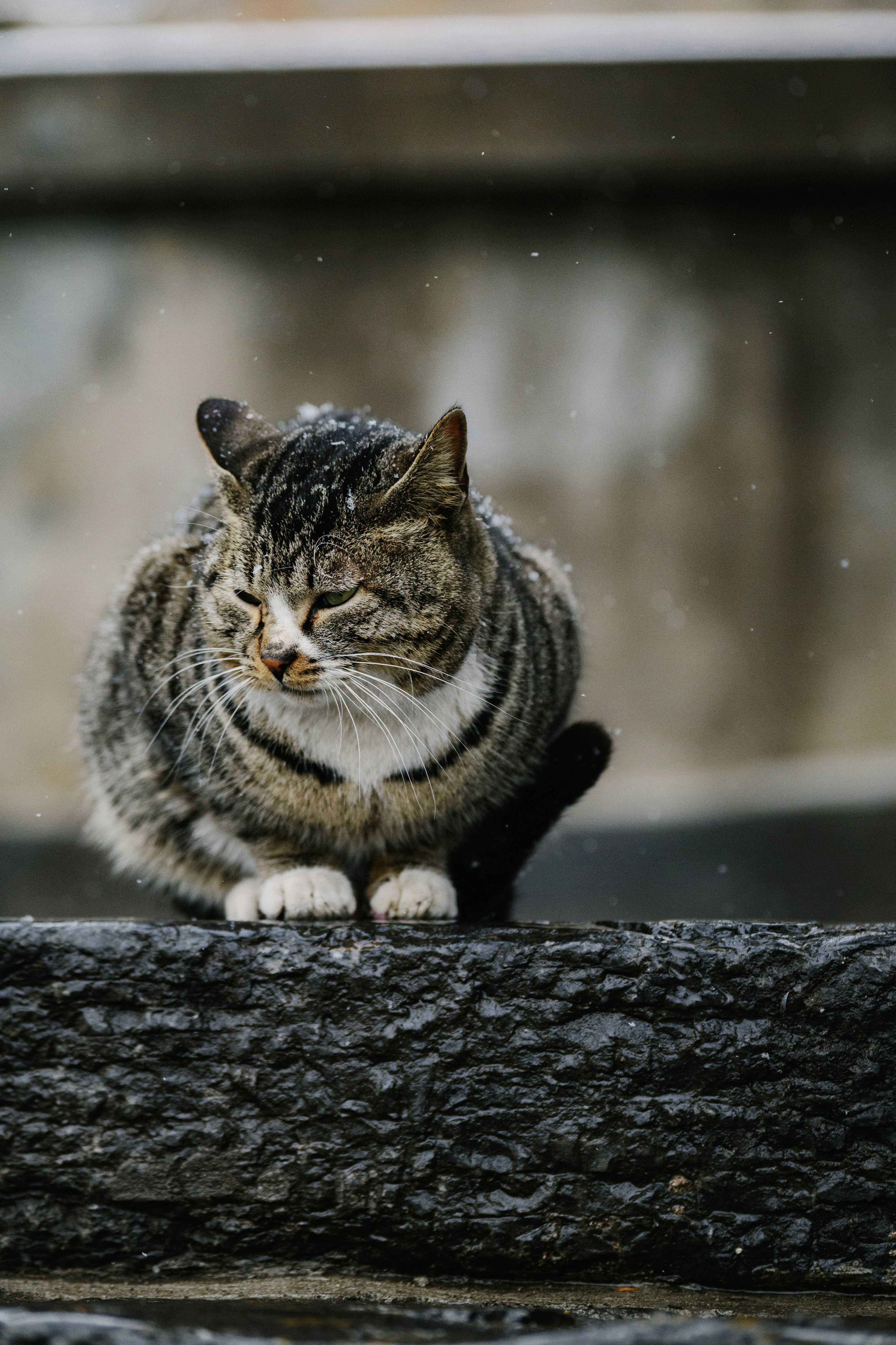 Snow-kissed Cat of the Stone Ridge