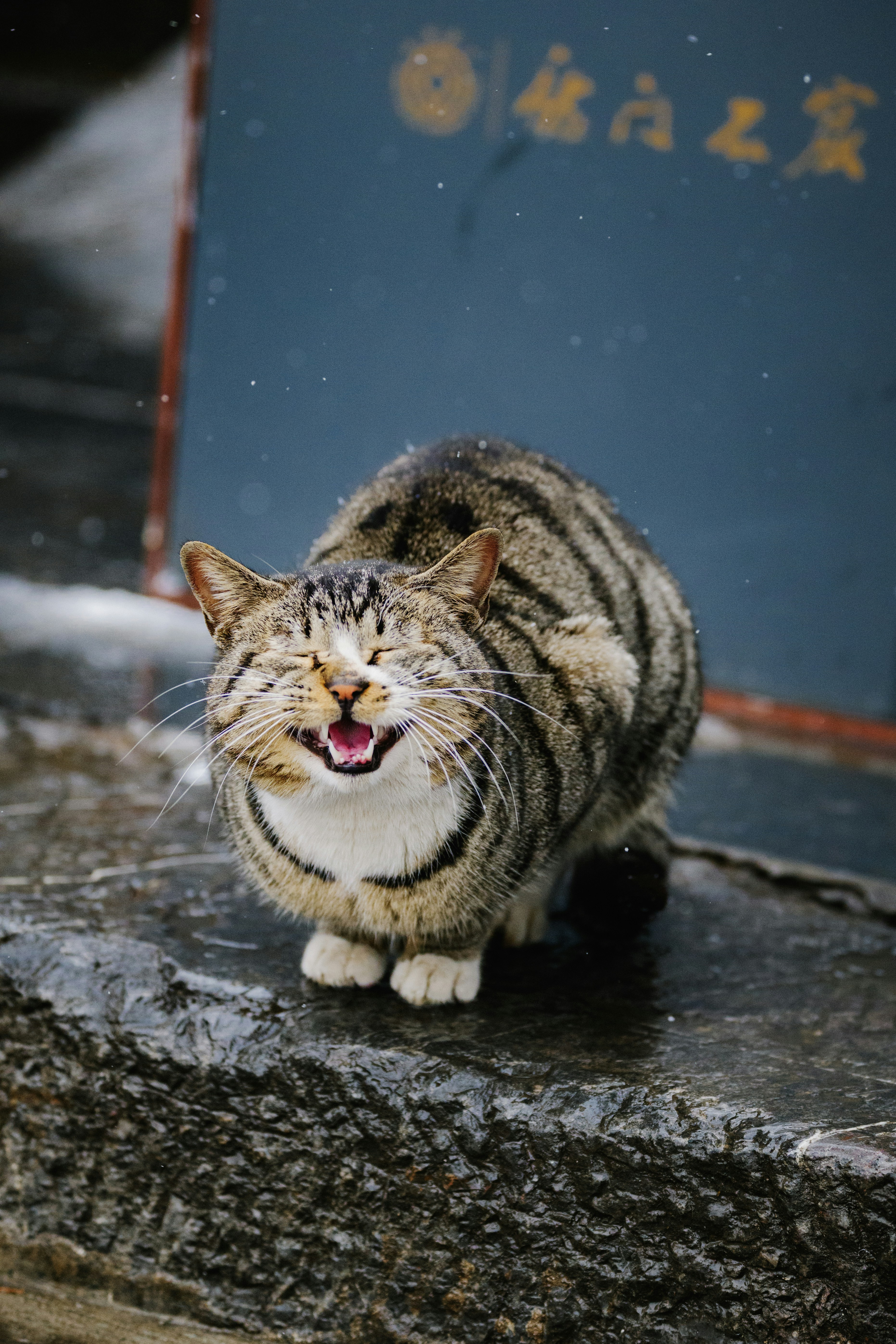 Curled Confidence: The Striped Cat Takes a Proud Bow
