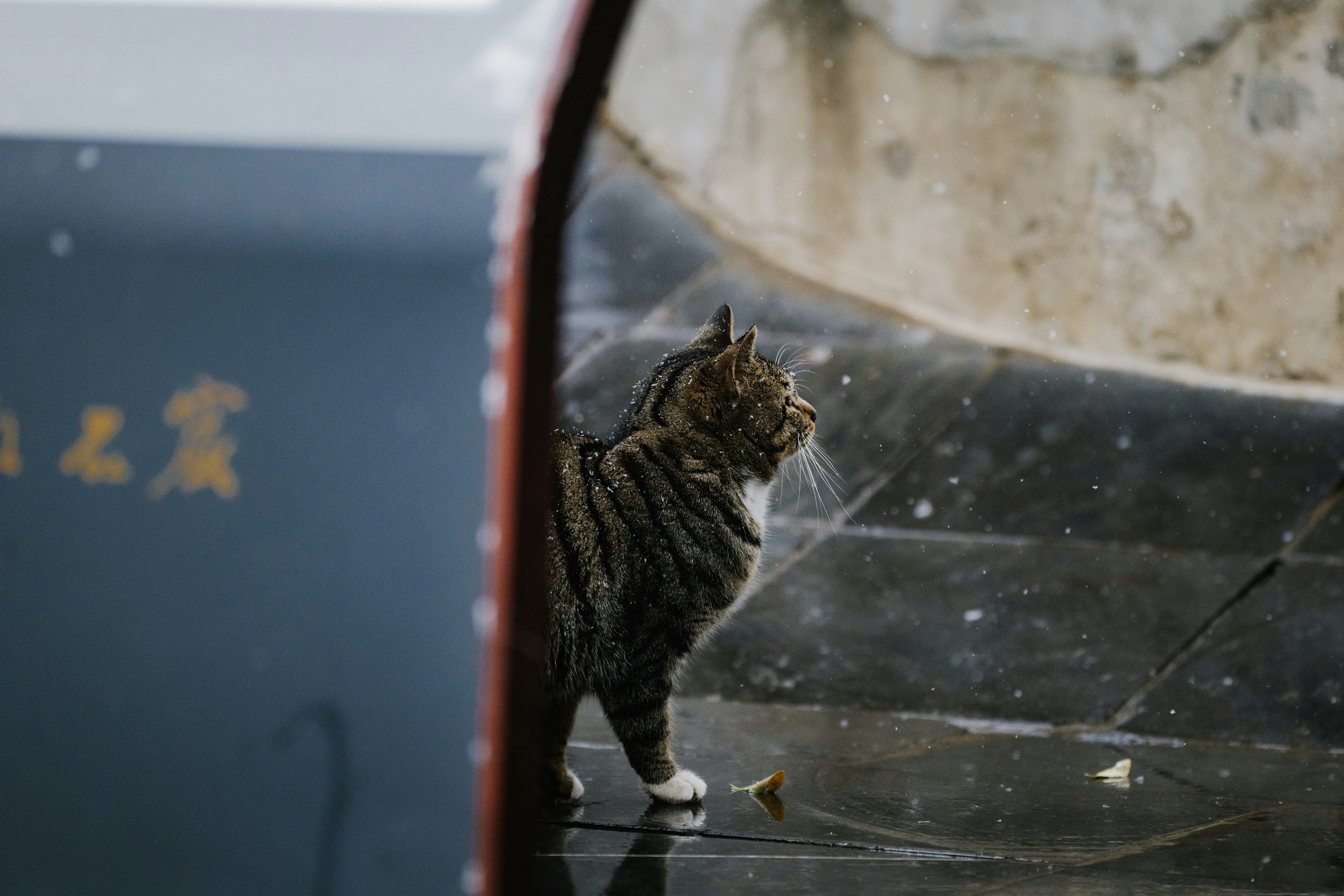 Curious Cat at the Edge of the Street, Paws on the Wet Pavement