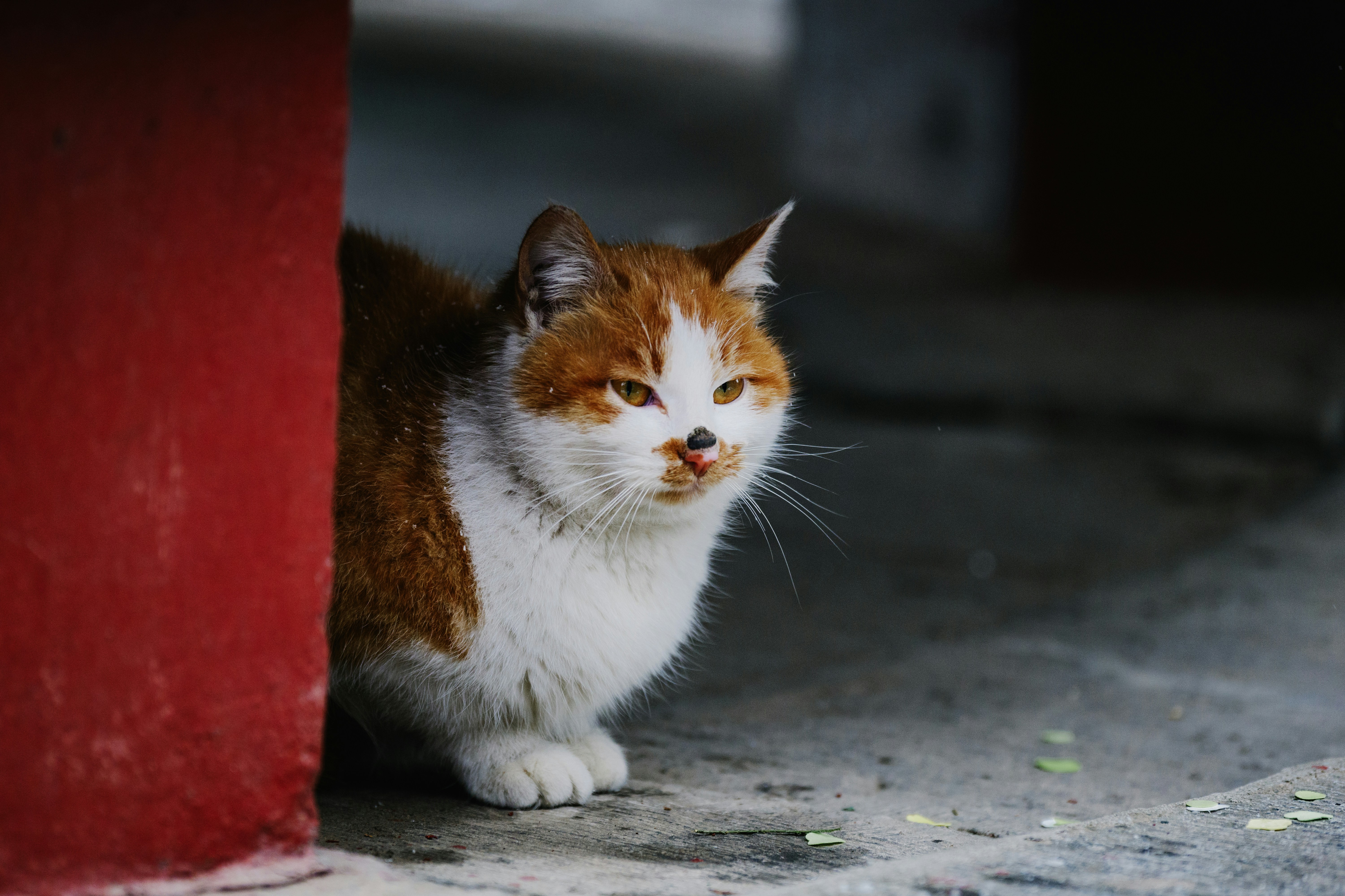 Hidden in the Shade: A Calico Watcher at the Doorway