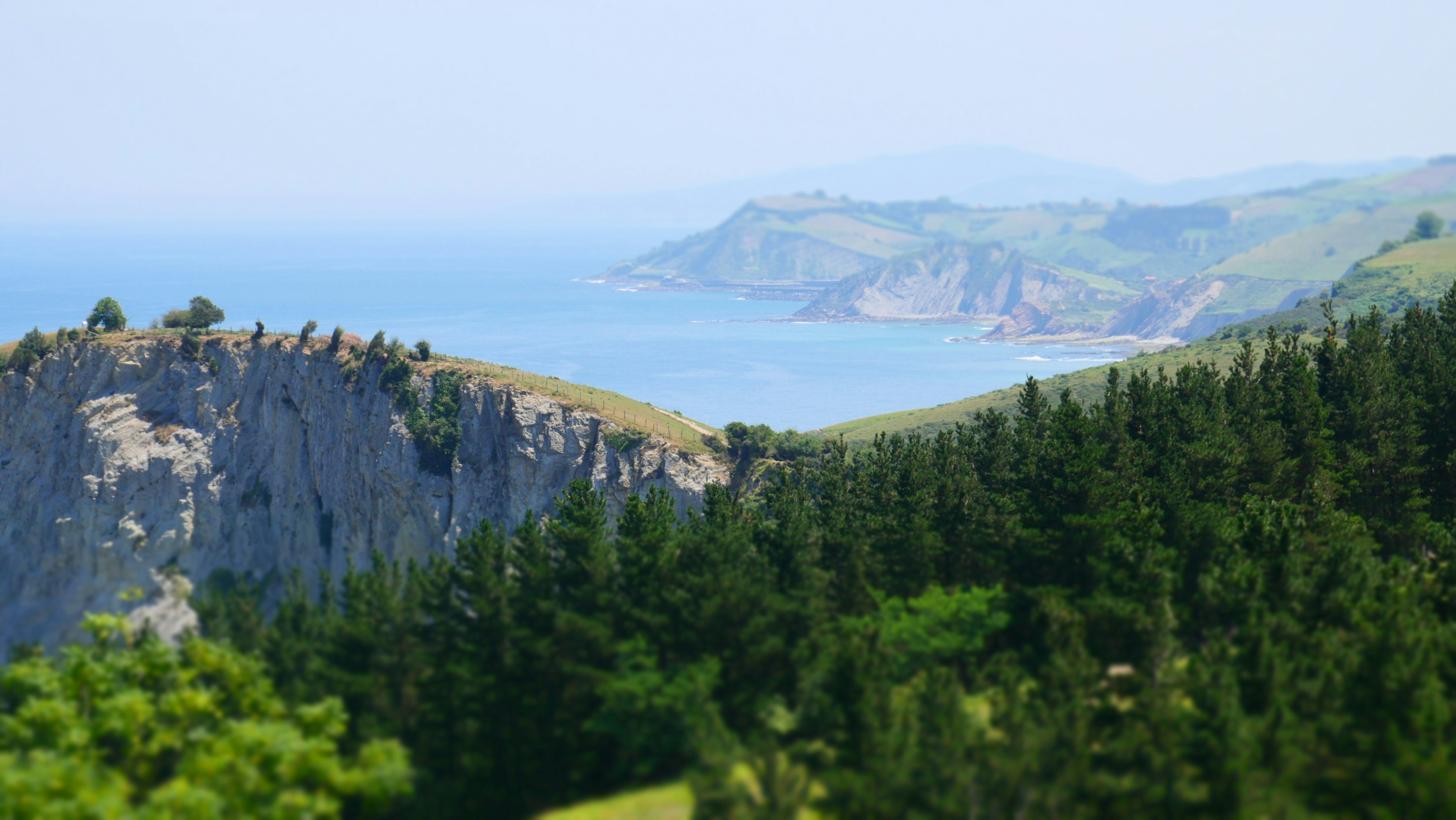 Cliffline and Cove: A Coastal Panorama Framed by Pine Forest