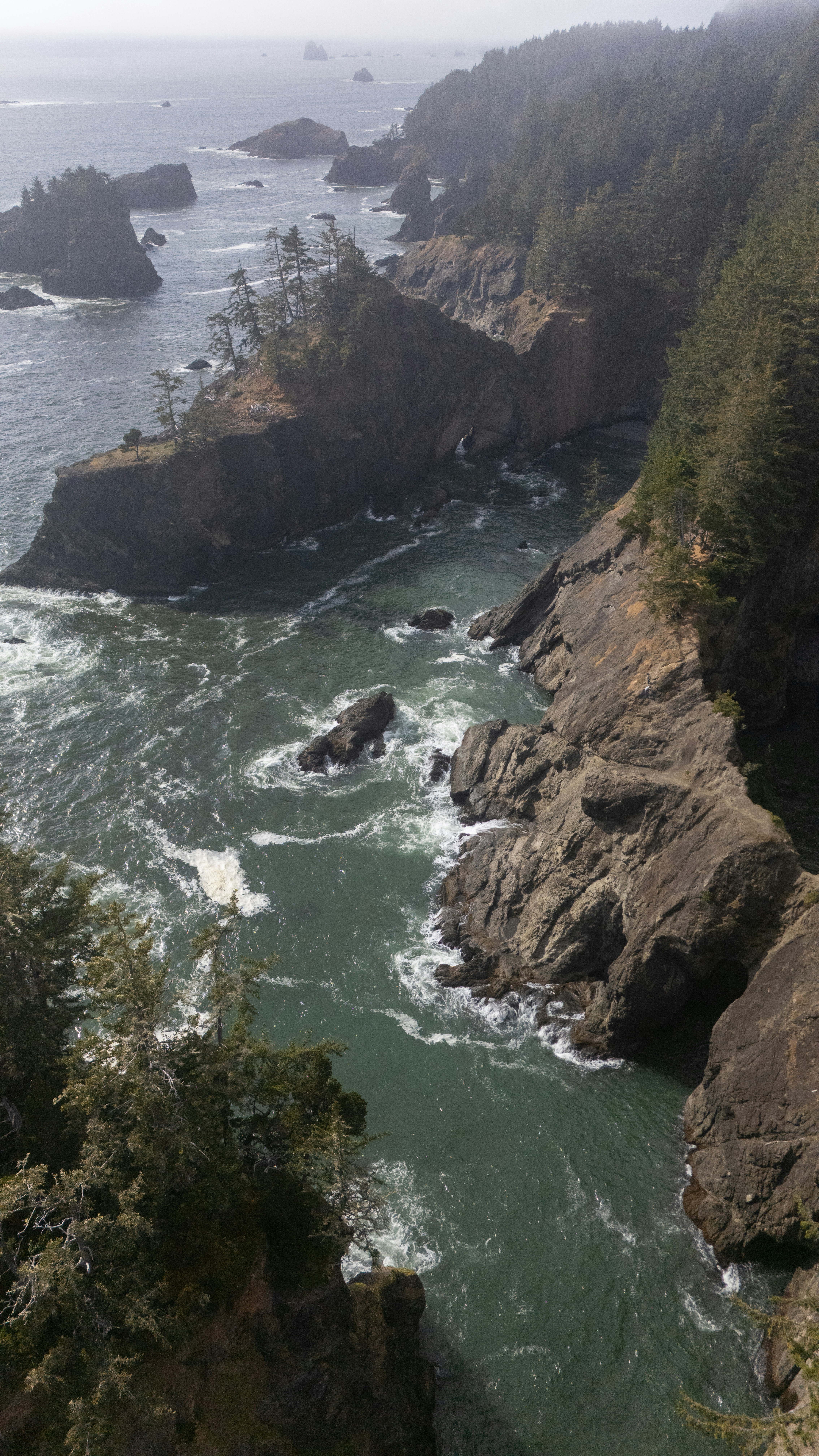 Cove of Fierce Pines and Shifting Tide