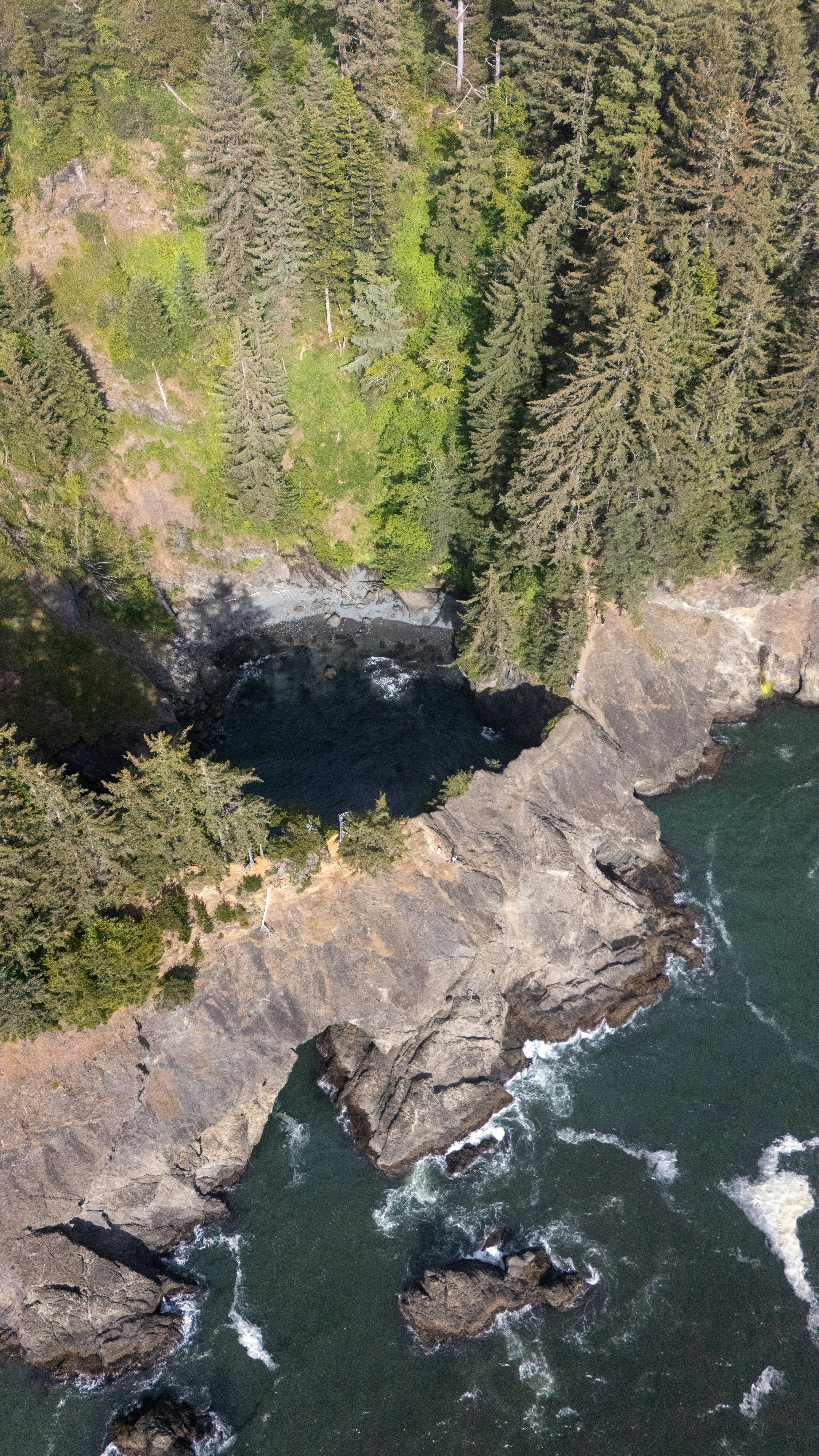 Sunlit Cliffside Coast: Forest meeting the Sea