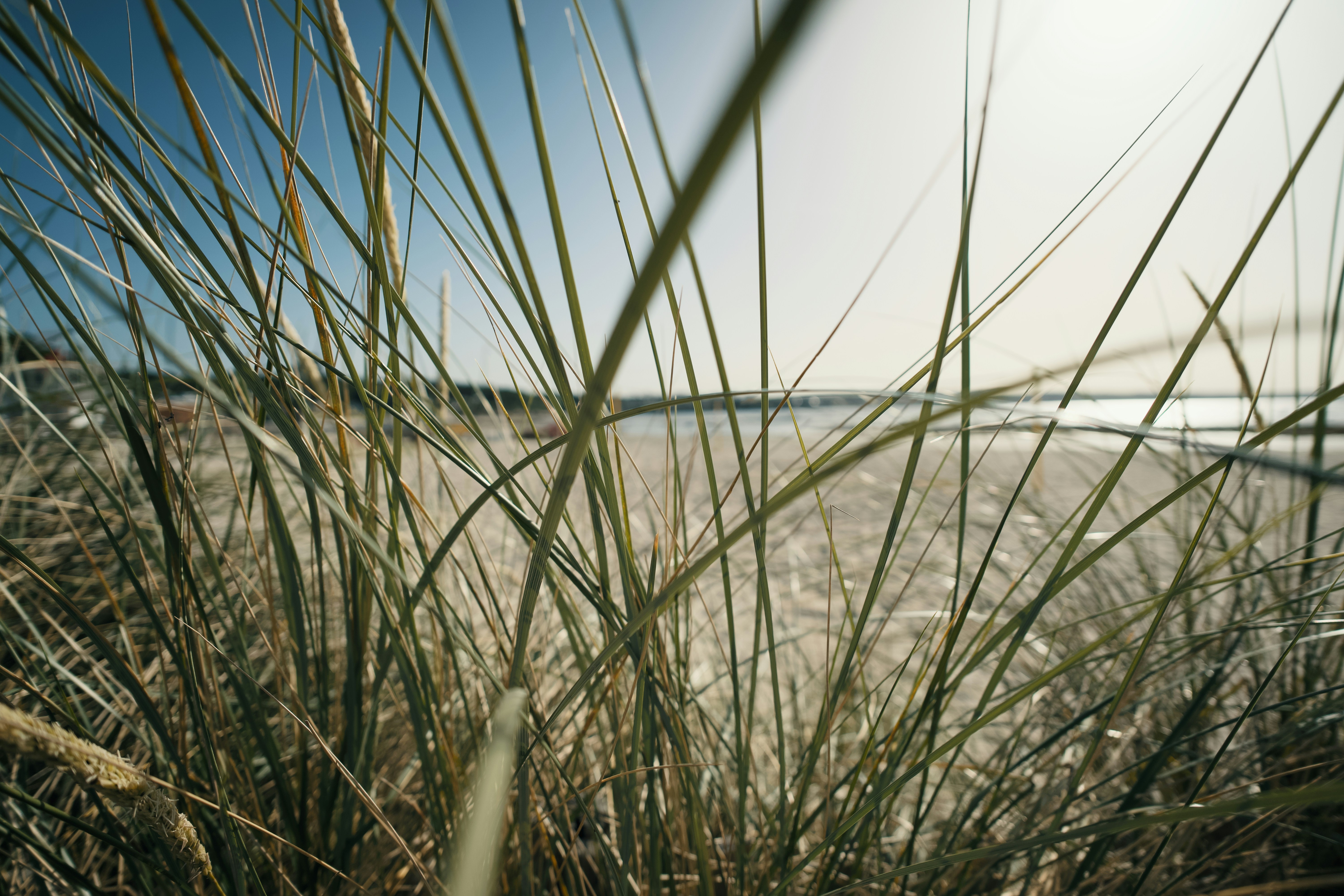 Salted Breeze: Grasses Guard the Shoreline
