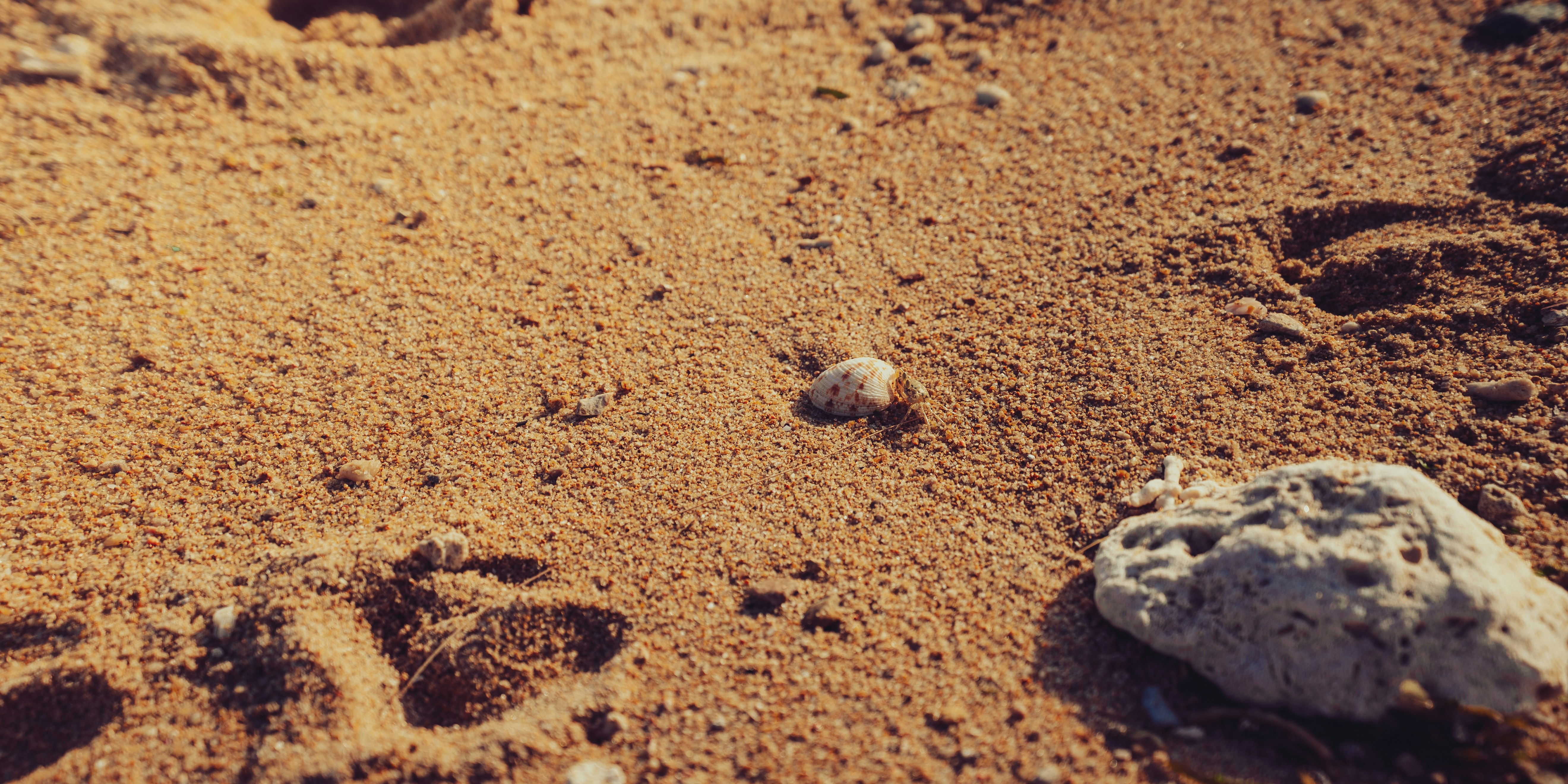 Pebble Sentinel: A Quiet Moment on Quartz Sand