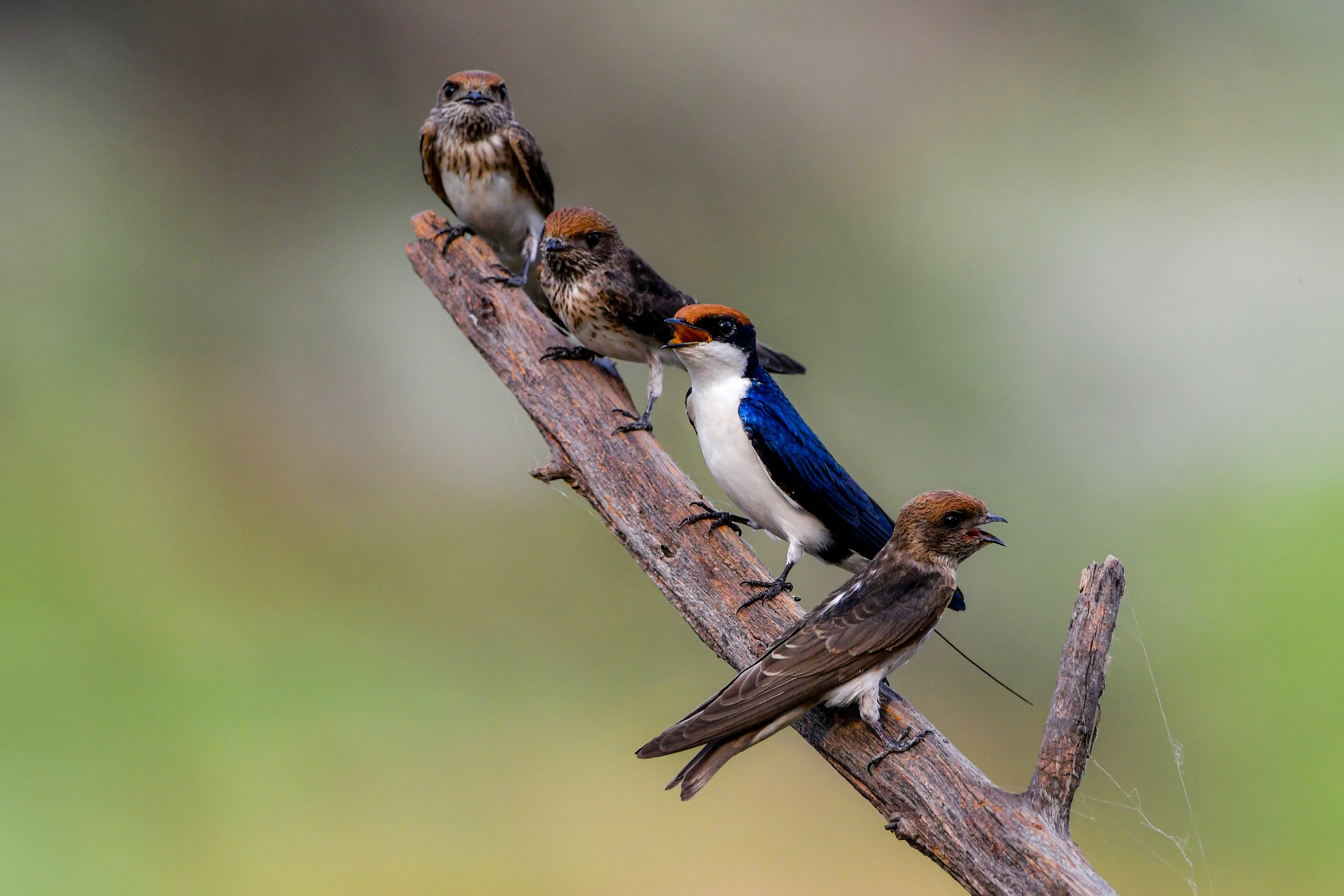 A Trio of Warblers on a Weathered Branch