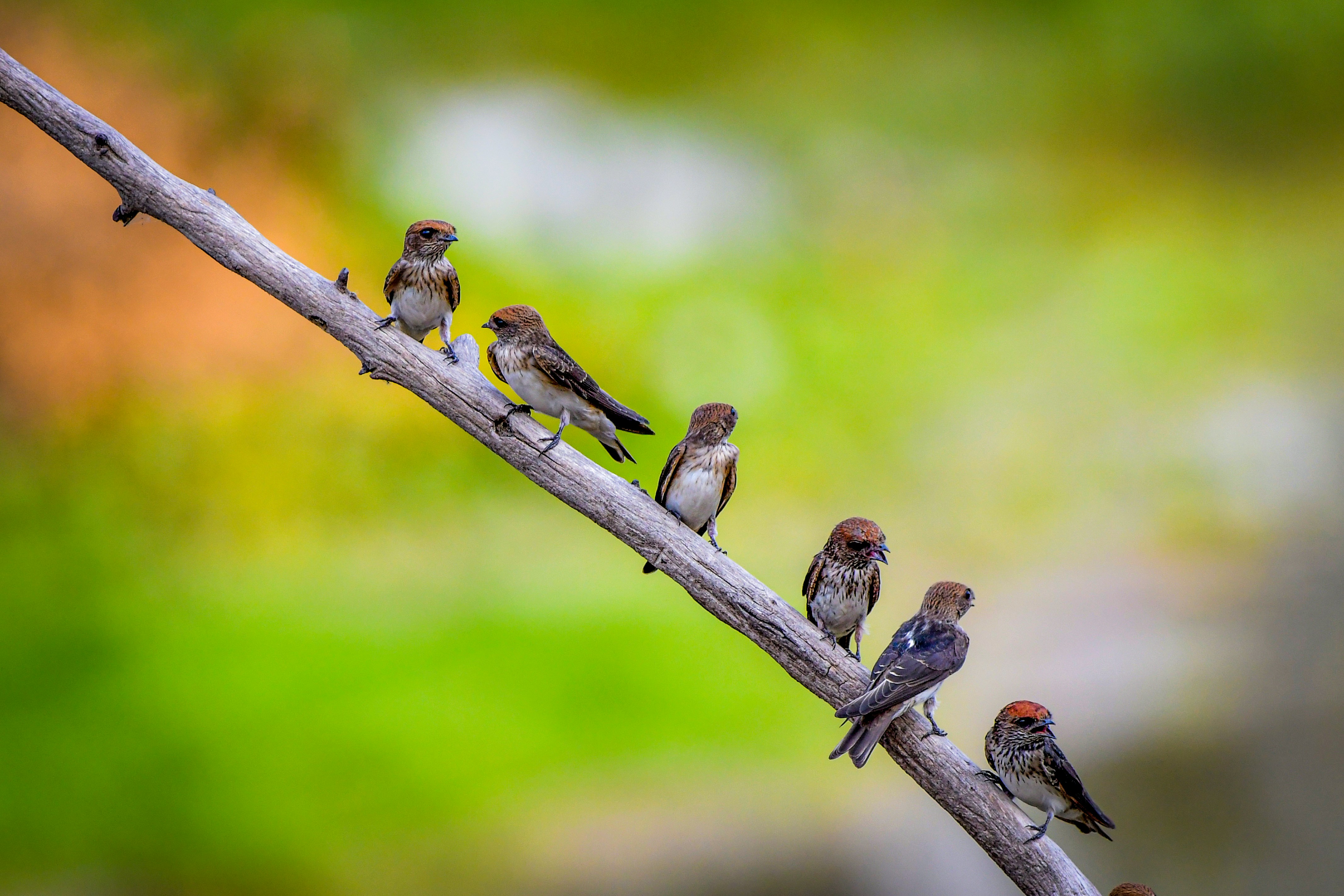 Line of Tiny Warblers on a Weathered Branch
