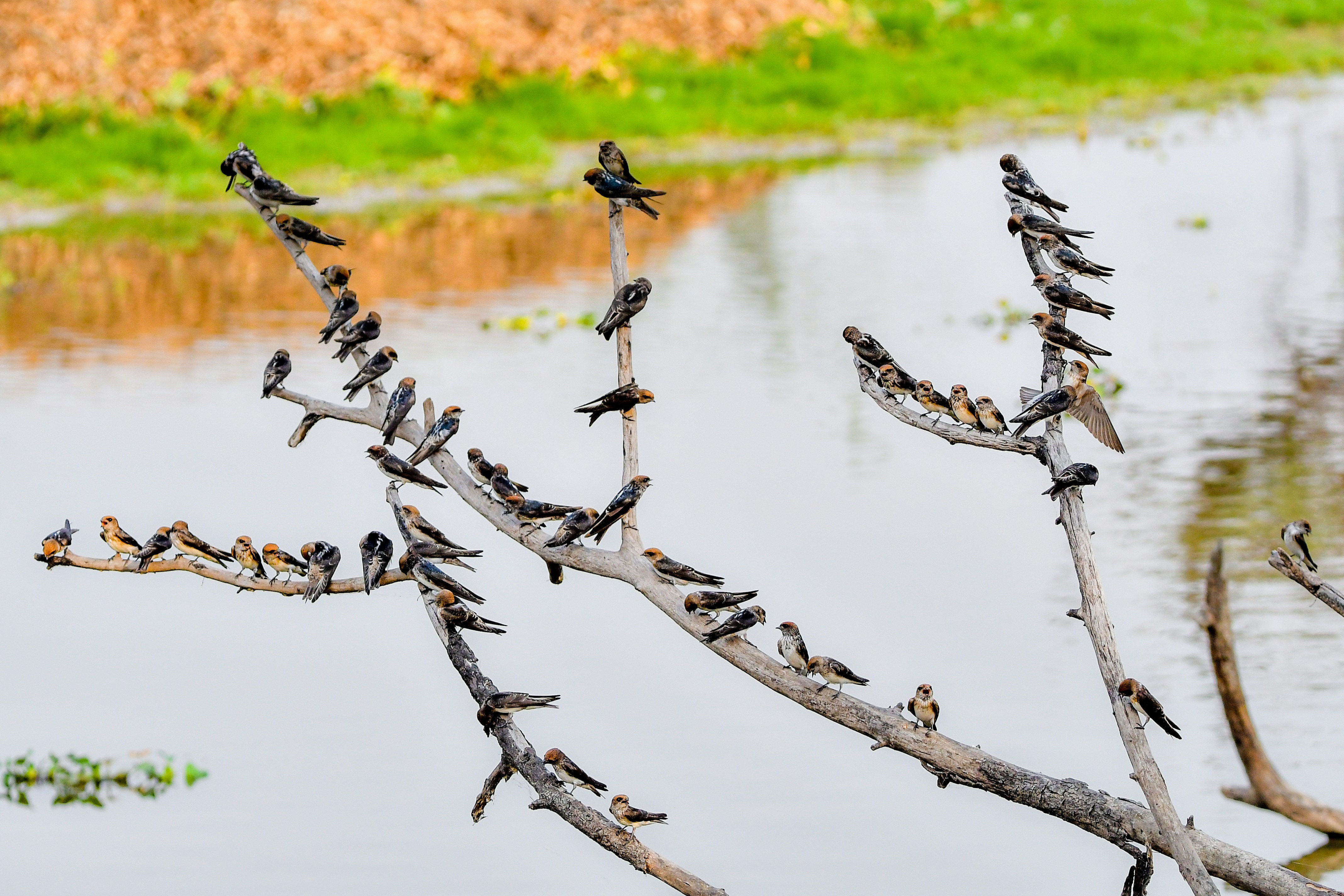 Branch Chorus: A Rim of Perched Birds Against a Quiet Wetland