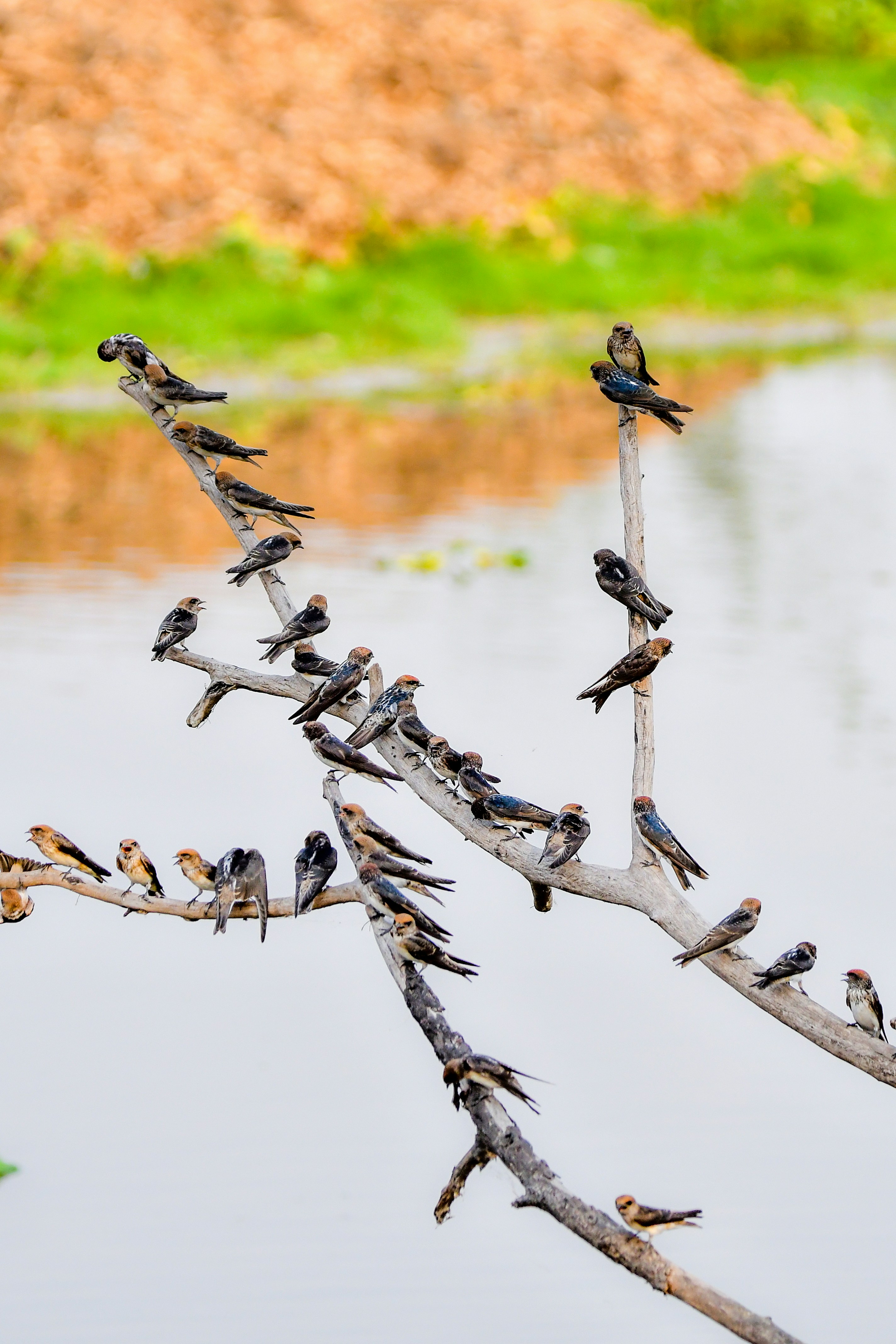 Swarm on a Weathered Limb: A Quiet Flock by the Pond