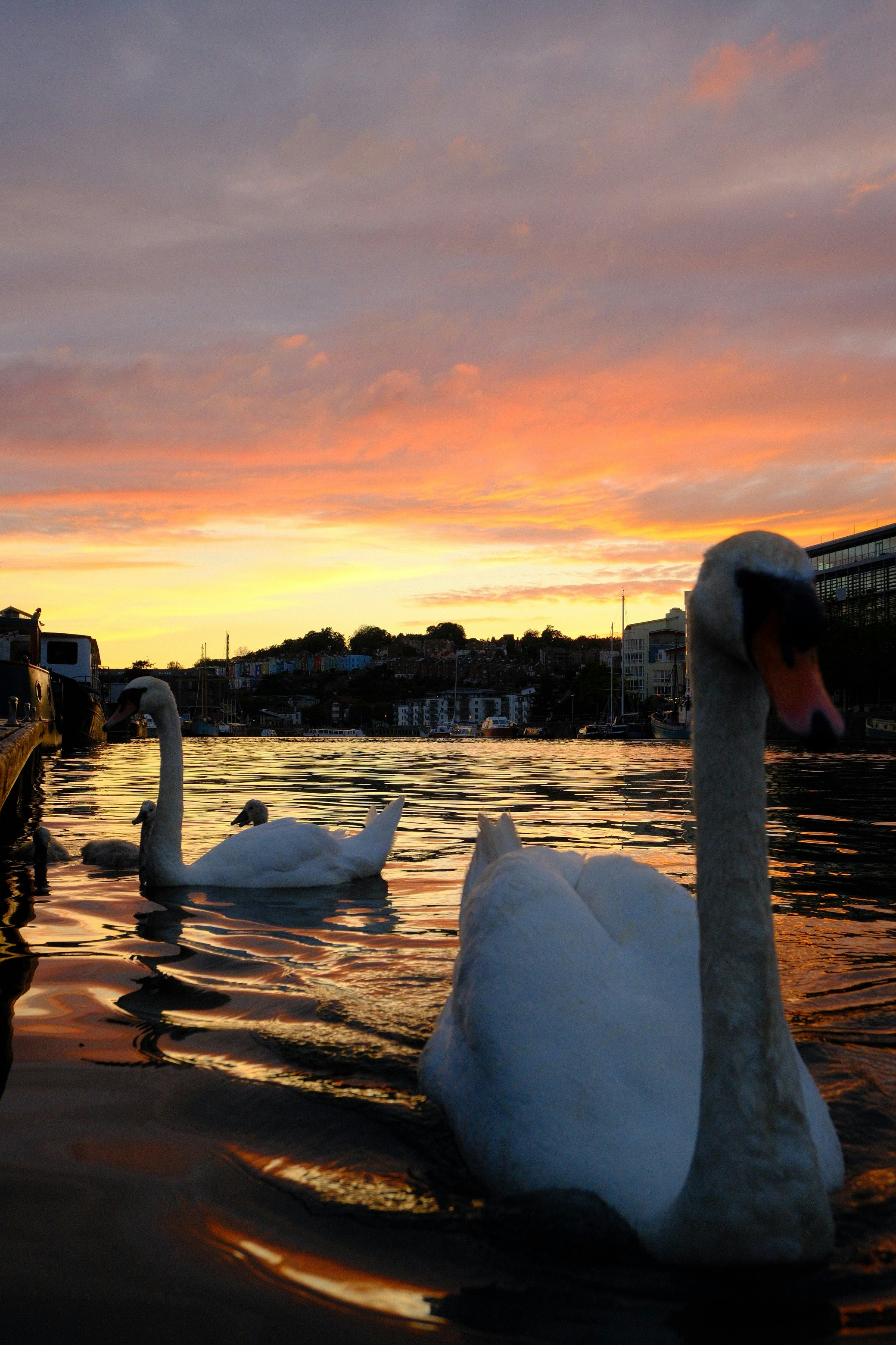 Swan Silhouettes at Sunset: A Quiet Harbor Portrait