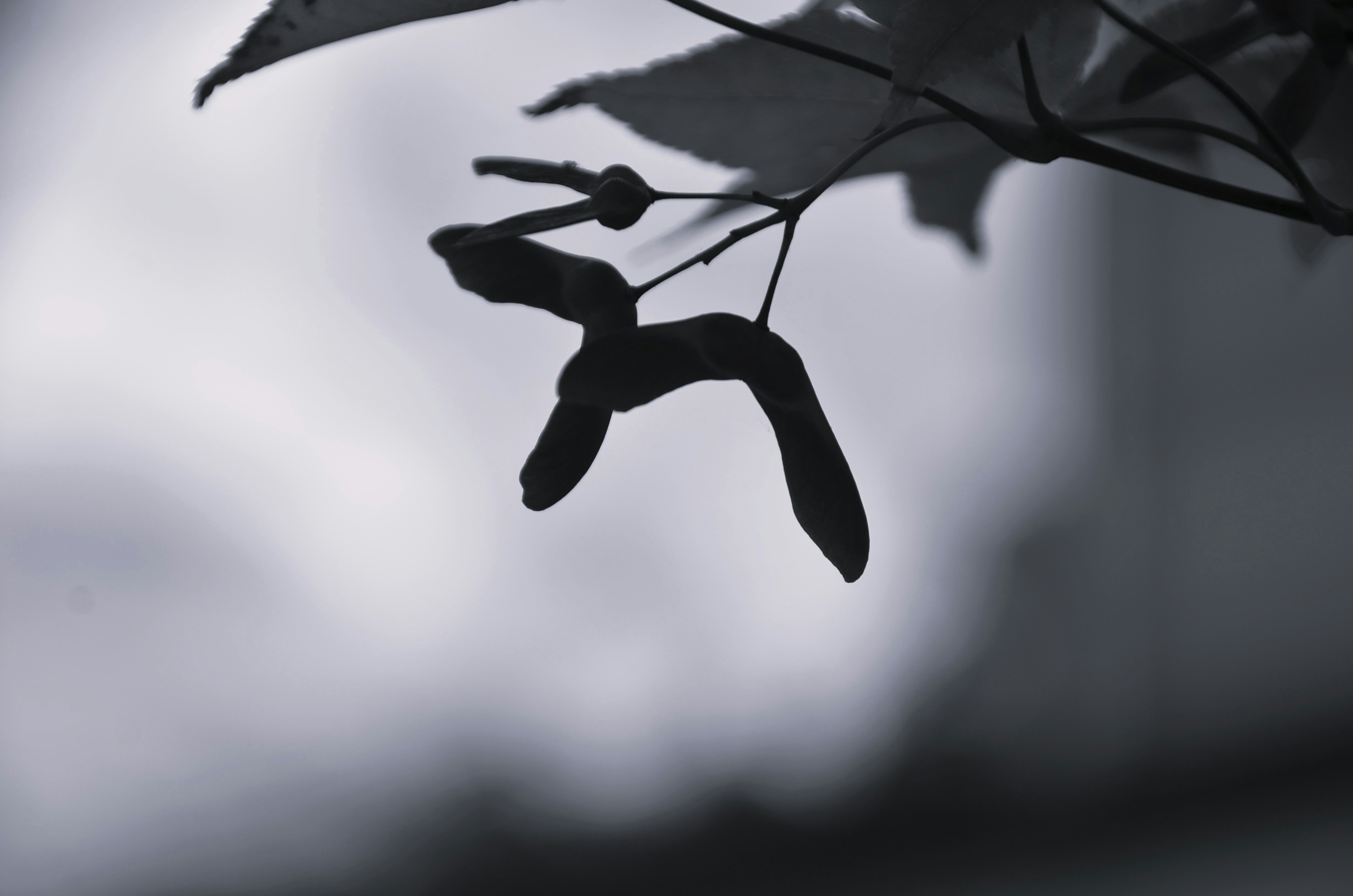 Silhouette in Focus: A Branch Against a Blurred Evening