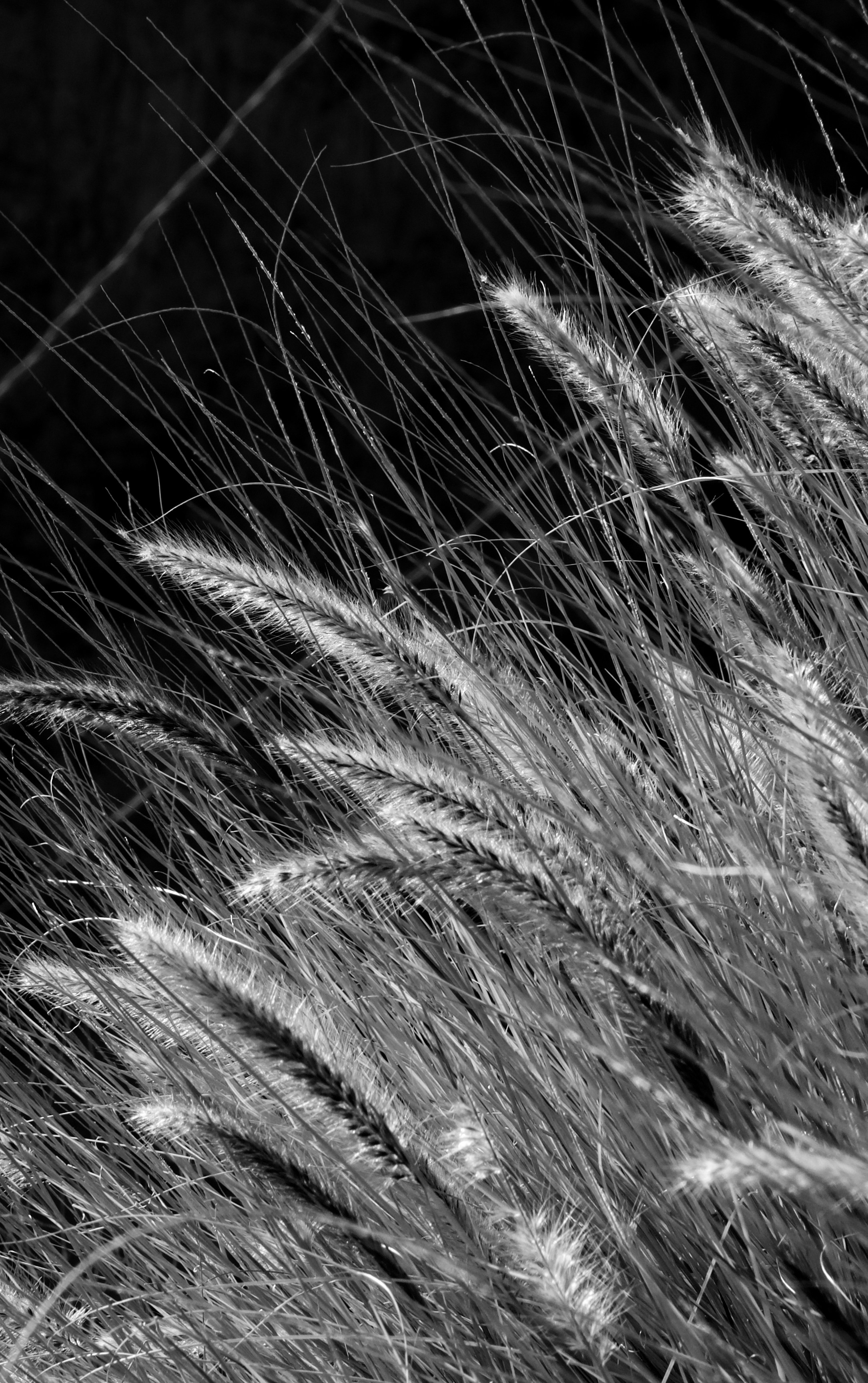 Tangled Silver: Field of Grain Under Mono Chrome Moonlight