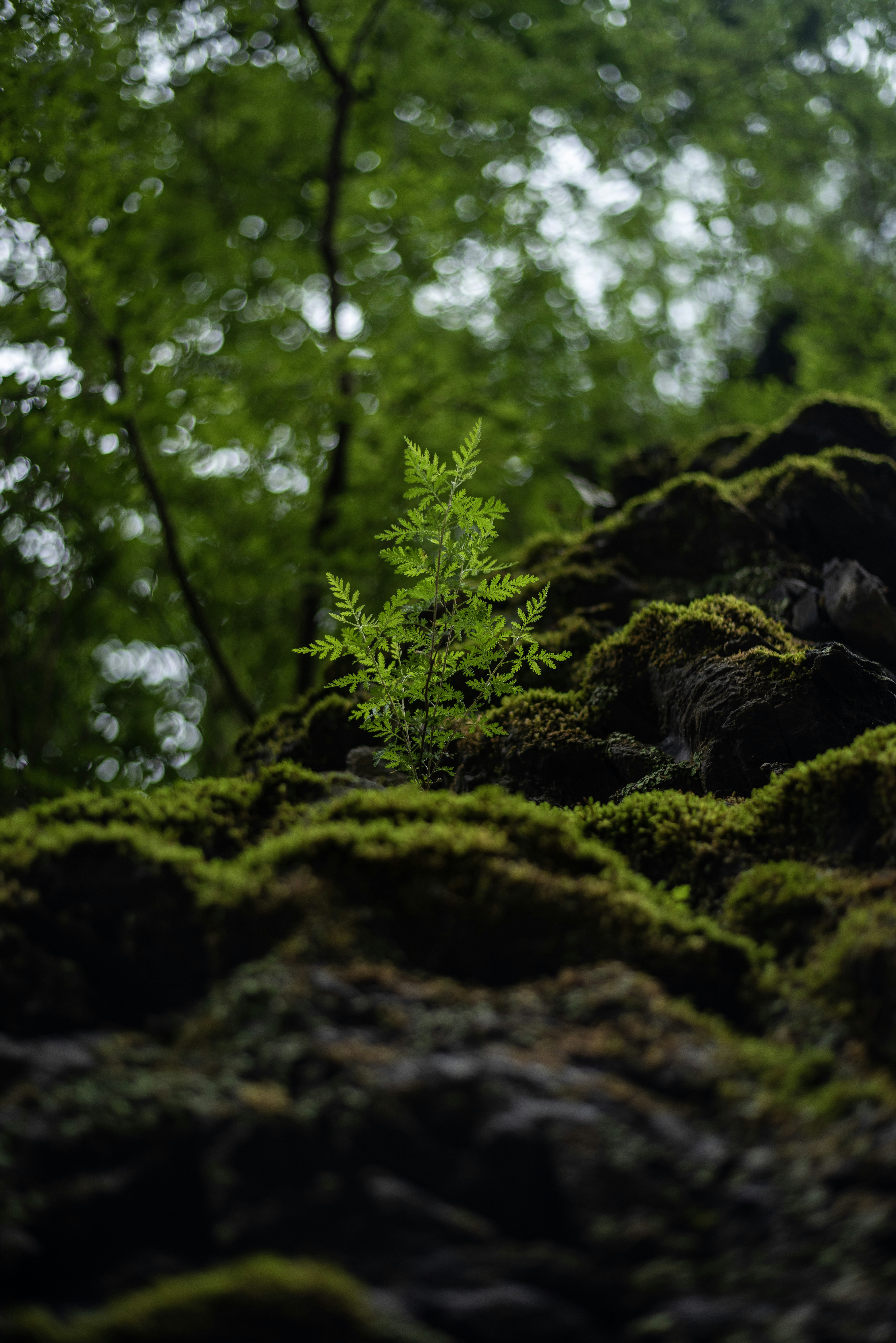 A Neon Sprout Rising from Mossy Rock in Dappled Forest Light