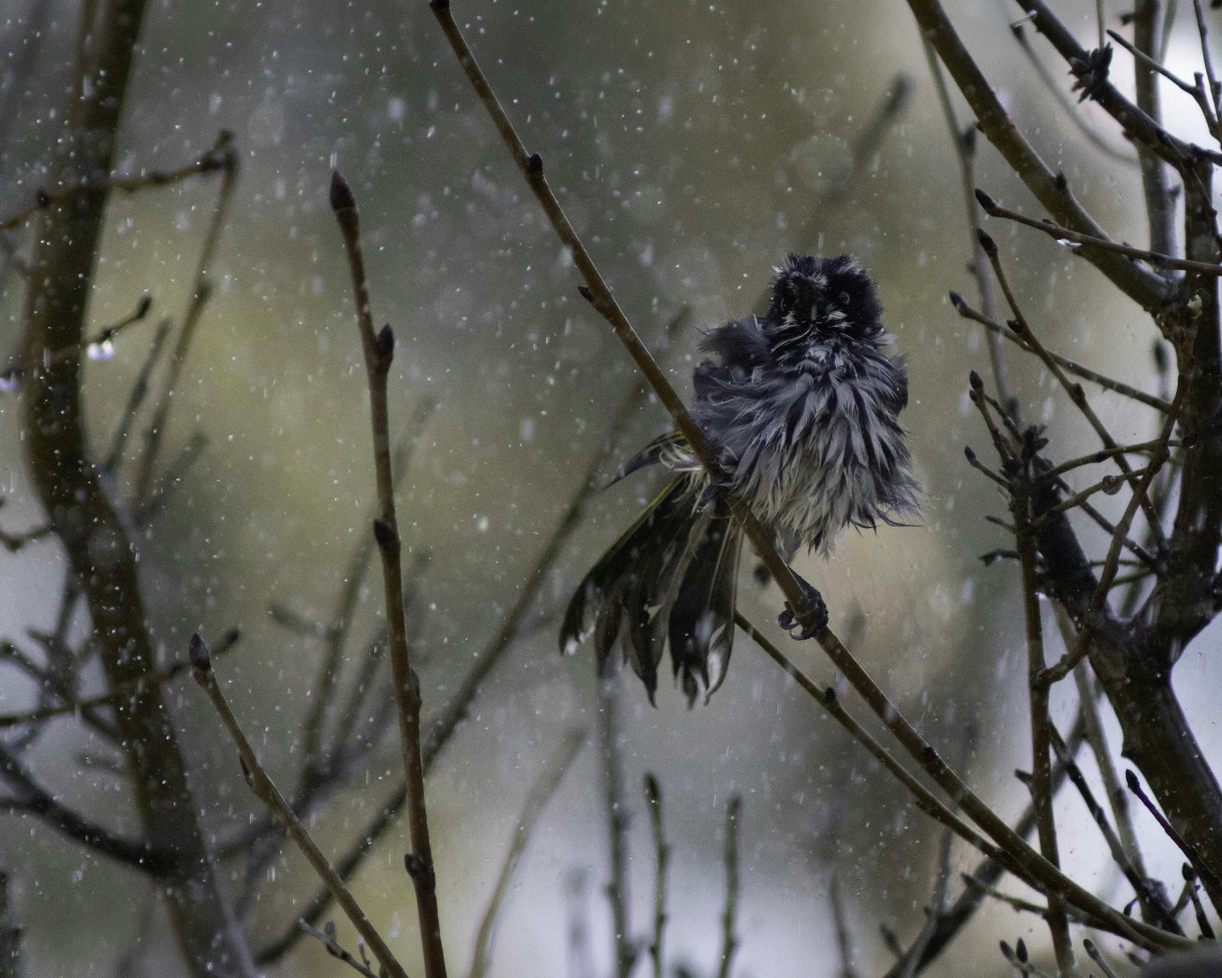 Small bird perched on a bare branch amid falling snow, captured with a shallow depth that softly isolates the subject from a muted winter background. This is a natural, photographic scene with a focus on the bird’s plumage texture.