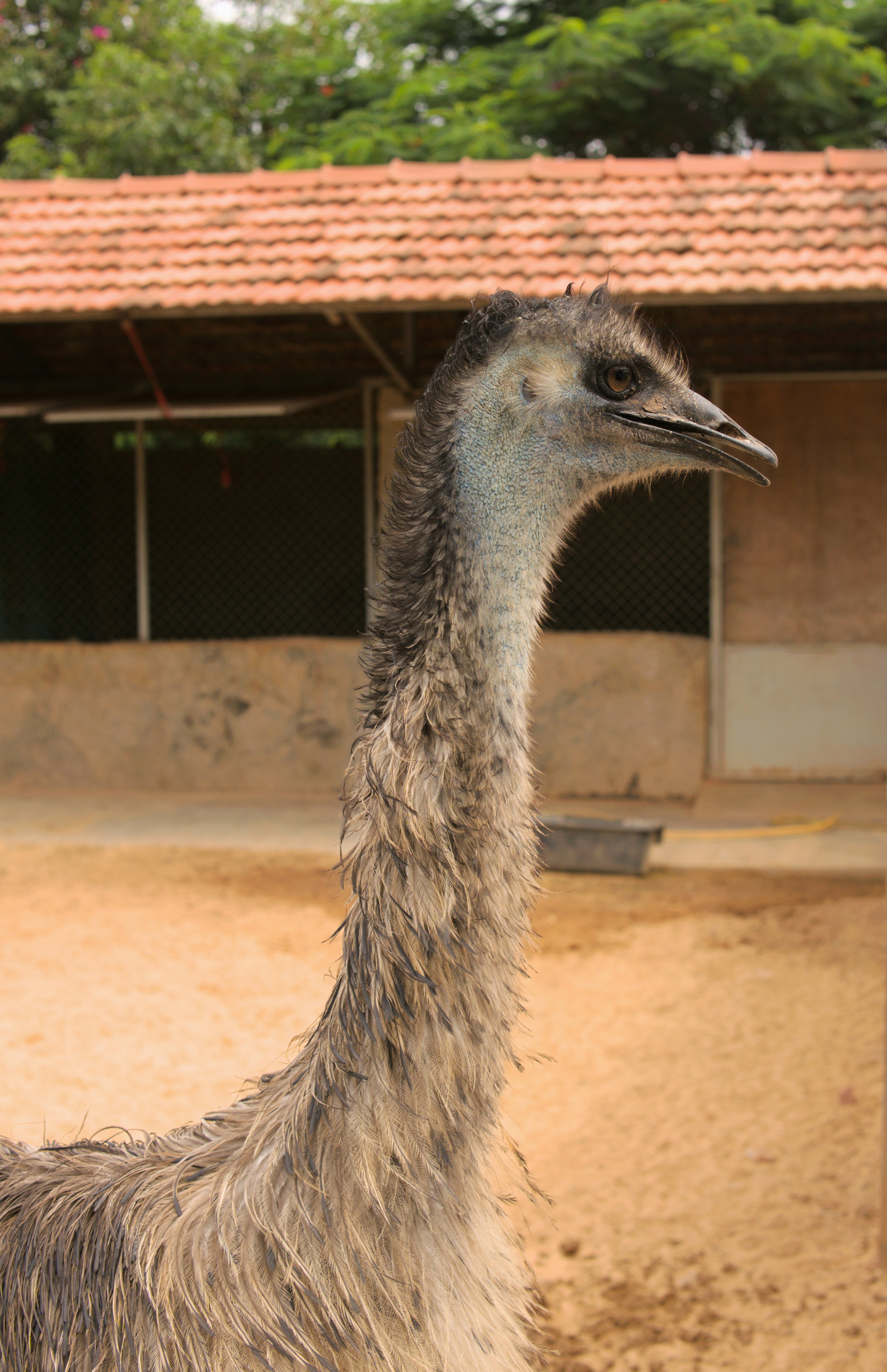 Neck in Focus: An Ostrich's Intense Gaze at Dusk