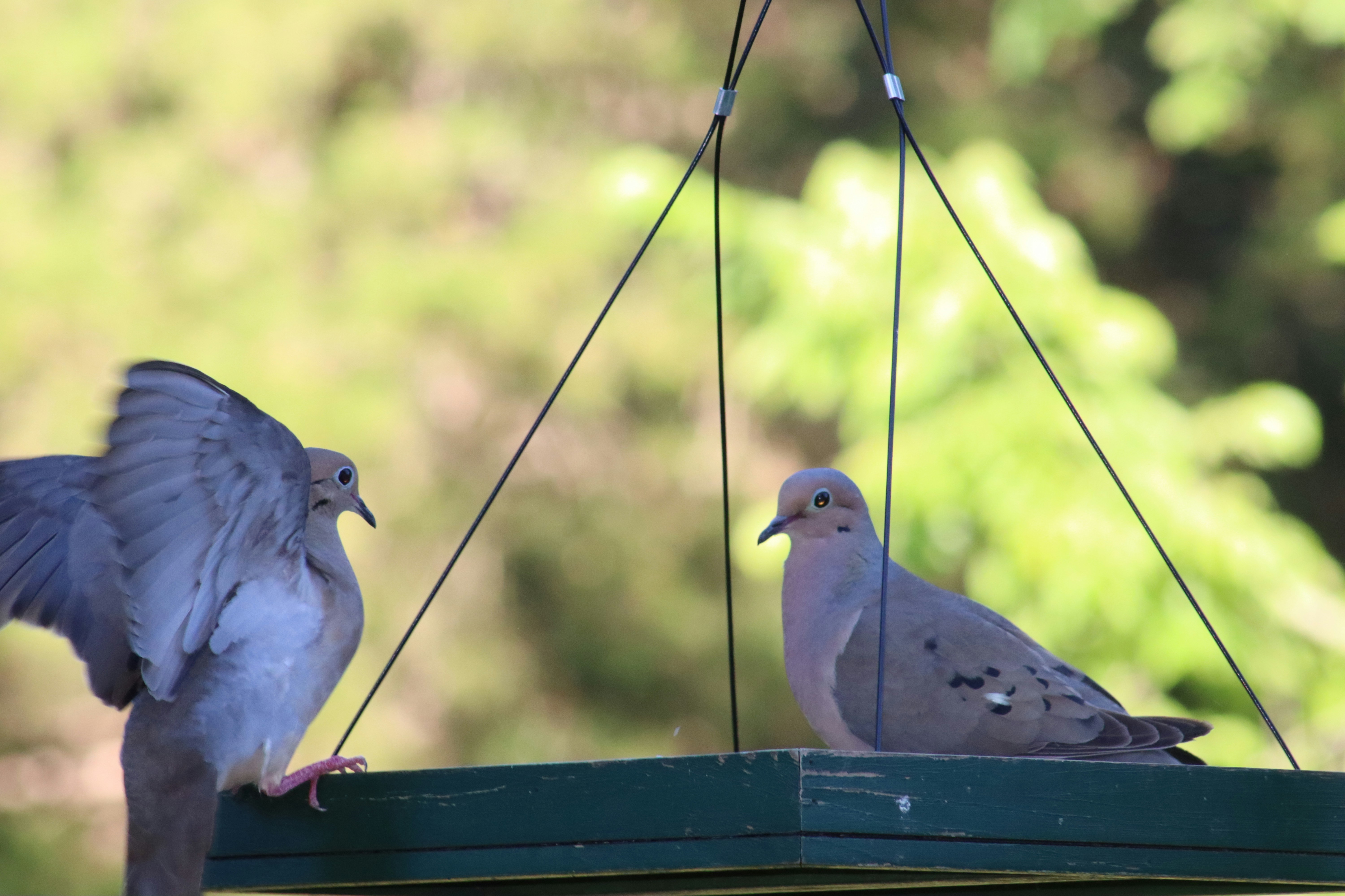 Hanging Garden: Dual Doves at Dappled Feeder