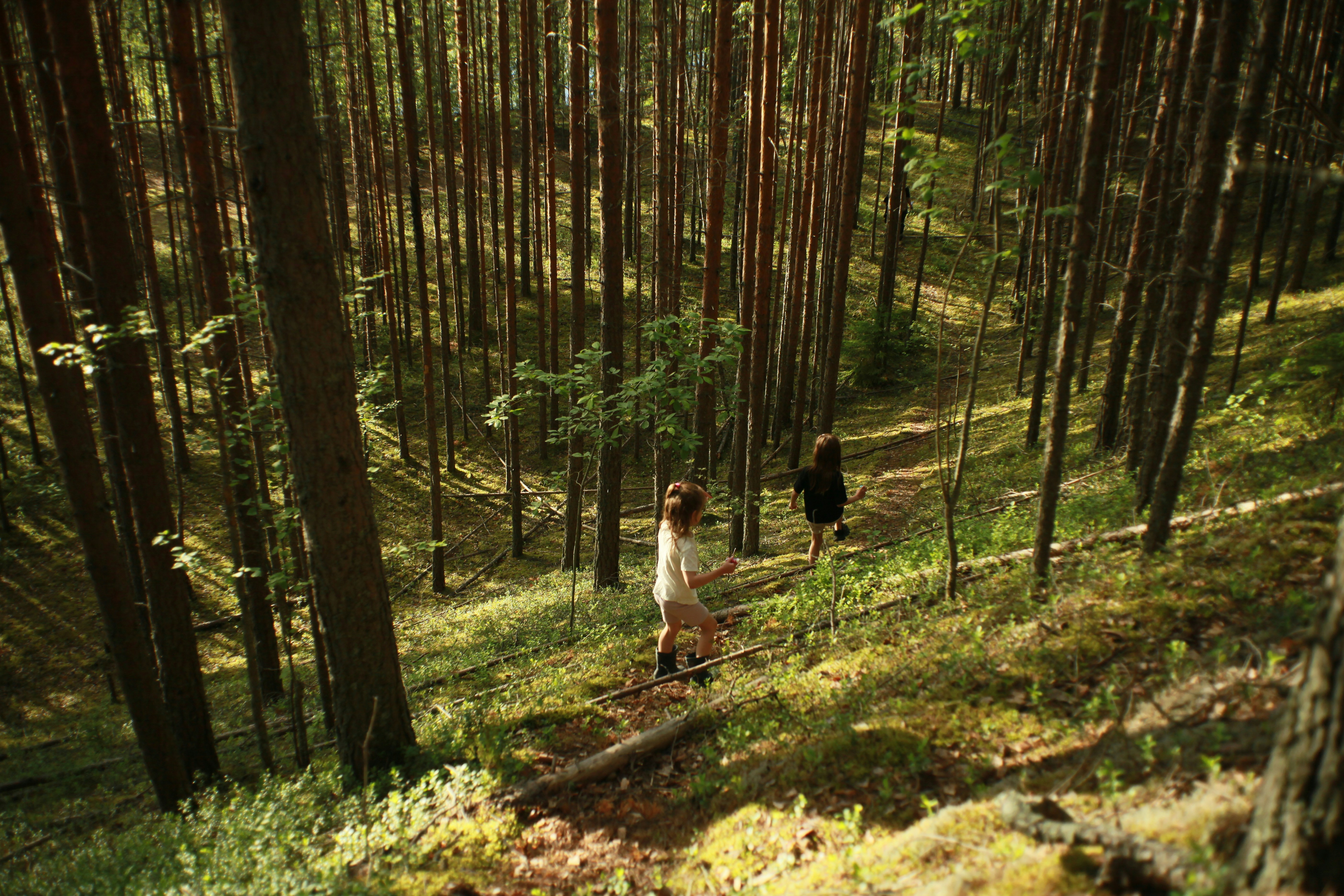 Two hikers weave through sun-dappled pines on a hillside trail